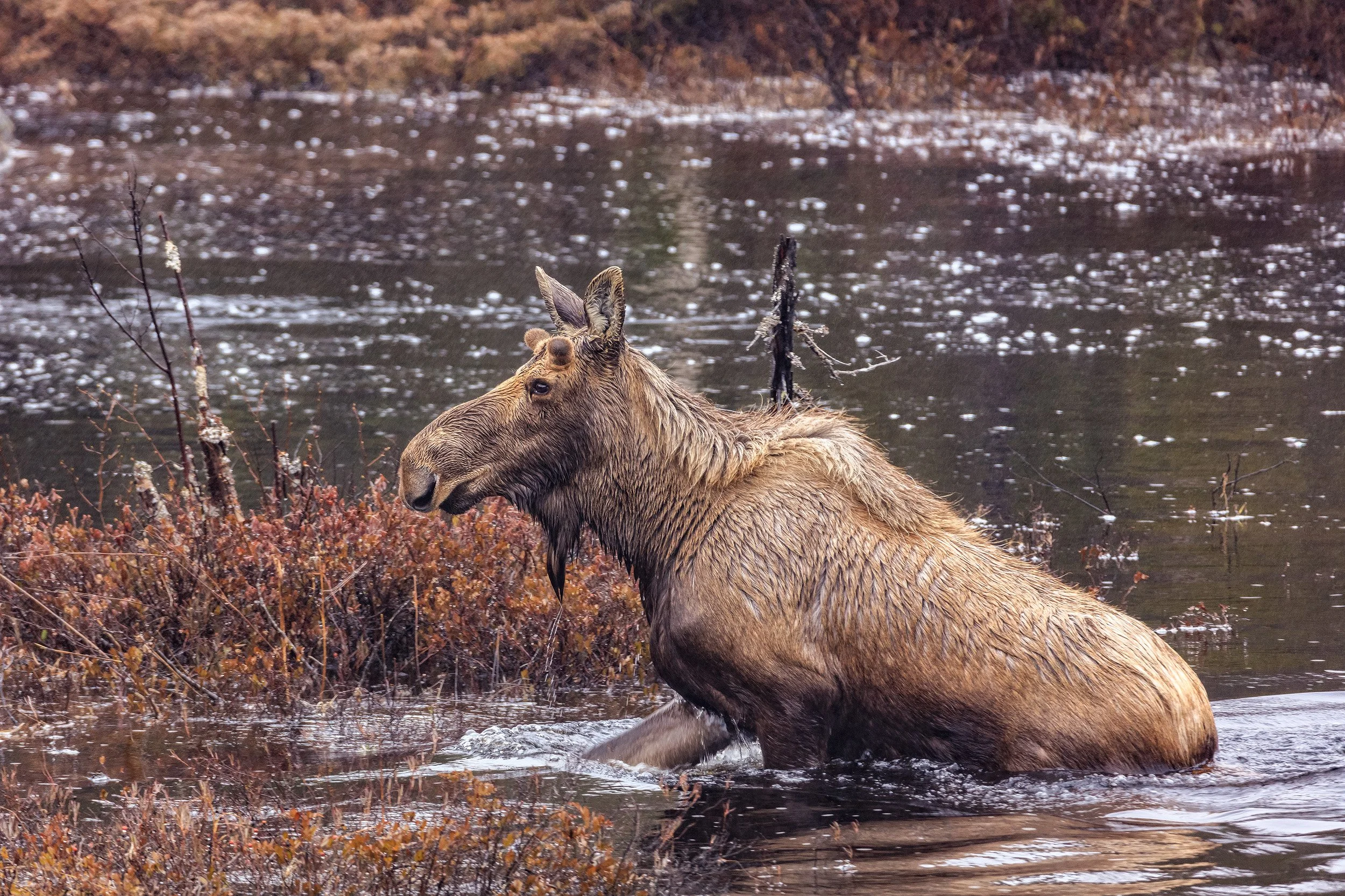 Wildlife — Scott Dimond photography