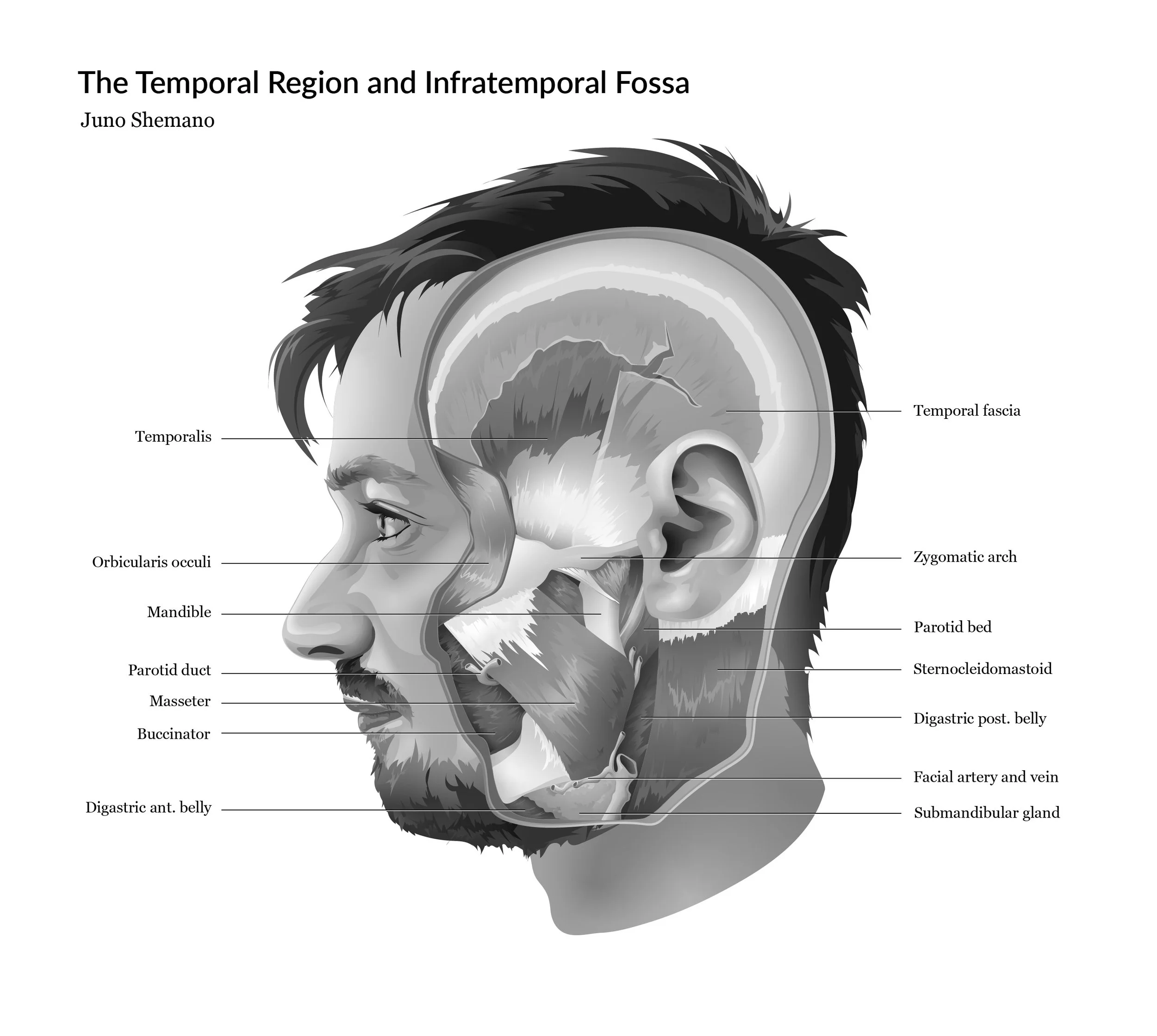 Temporal Region & Infratemporal Fossa — Juno Shemano