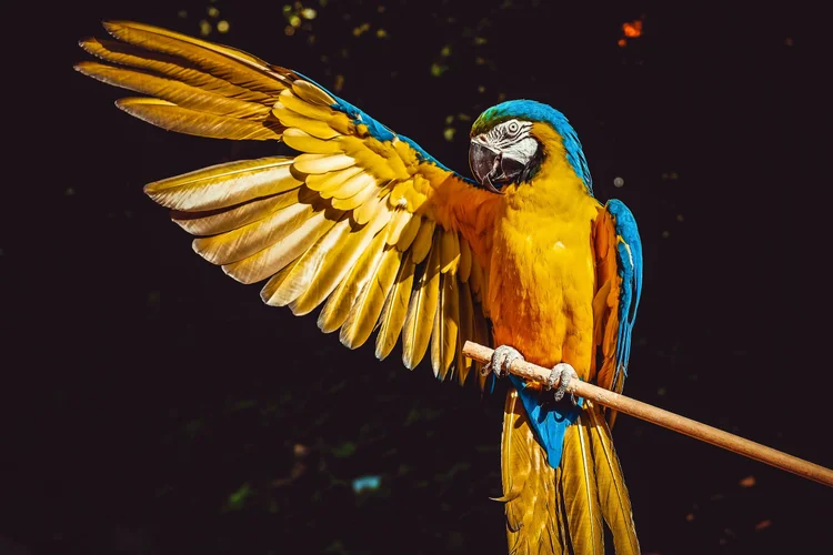 SouthWest Exotic Avian Rescue
