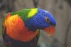 Tips to Keep Your Bird Safe — SouthWest Exotic Avian Rescue