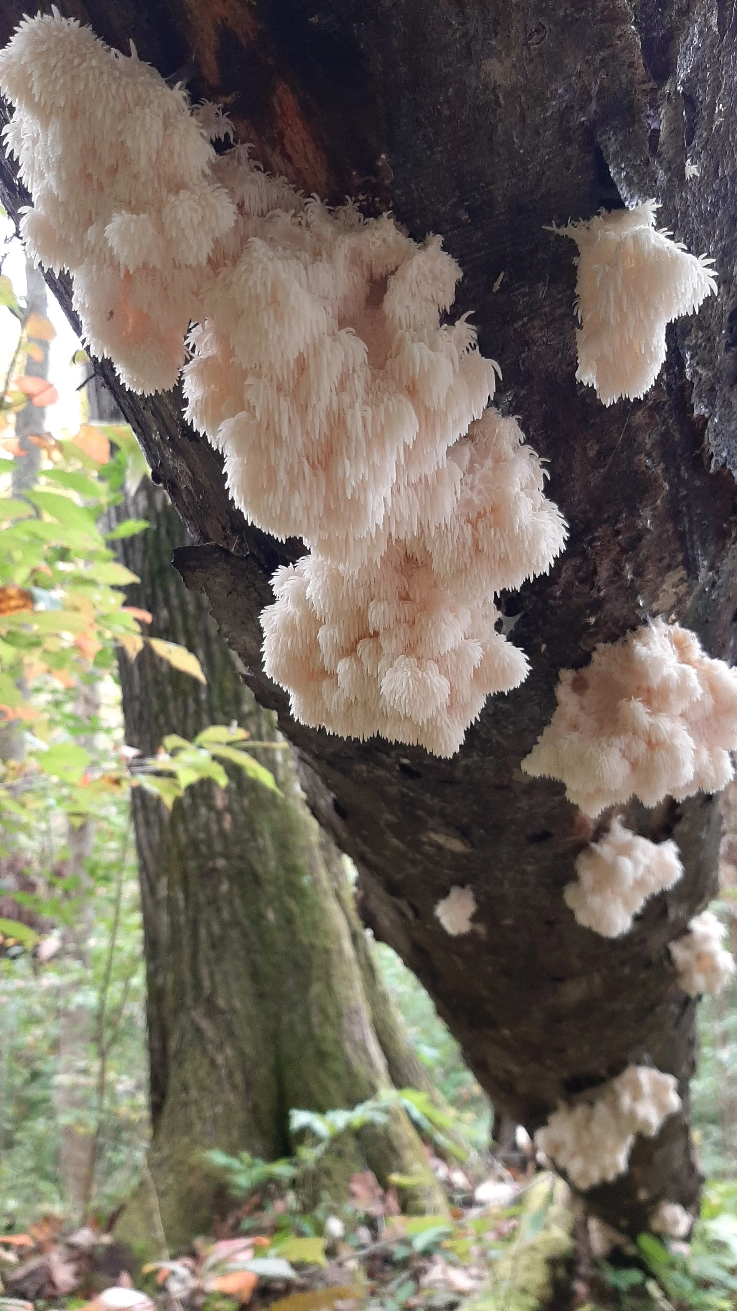 Mushroom Inoculation — Sylvaticaforestfarm