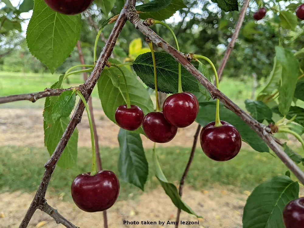 Edible landscaping tree and natives nursery — Sylvaticaforestfarm