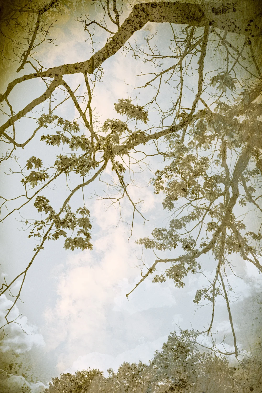 Limited Edition Prints — Karen Olson Photography