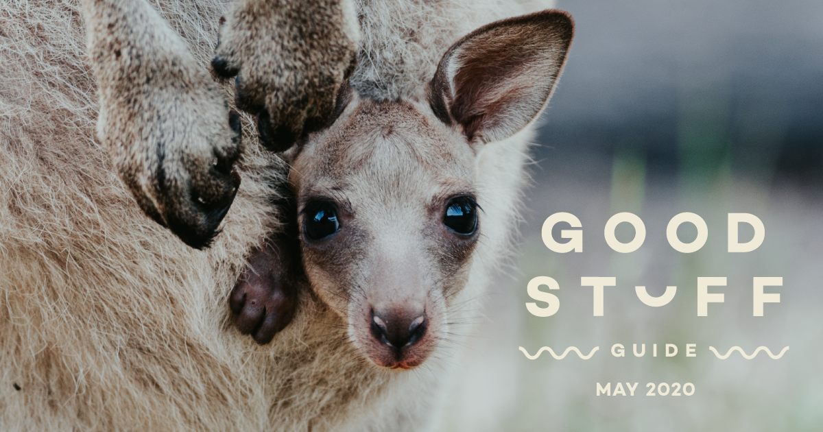 Grumpy Turtle Blog — Grumpy Turtle Films