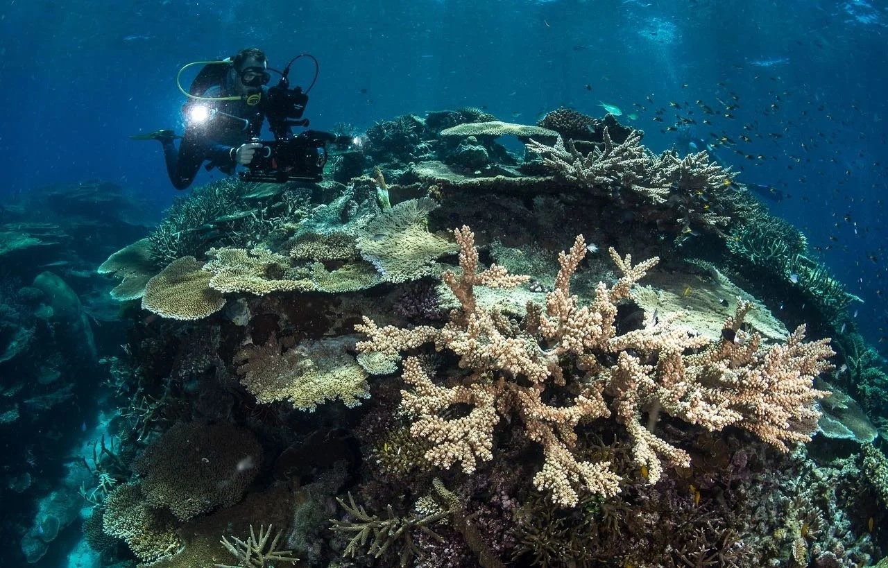 Underwater Cinematography | Woody Spark — Grumpy Turtle Films