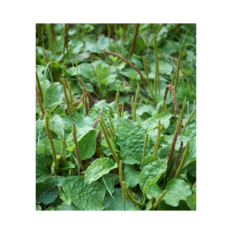 Produkter — Lykkebo Gård