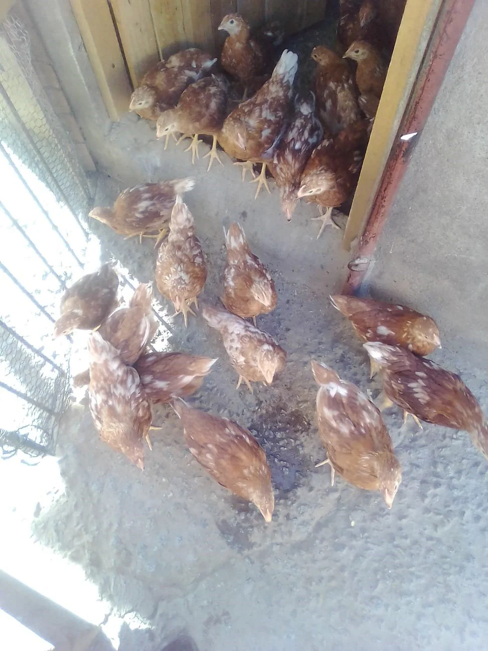 Raising Chickens in Zimbabwe — DTCare