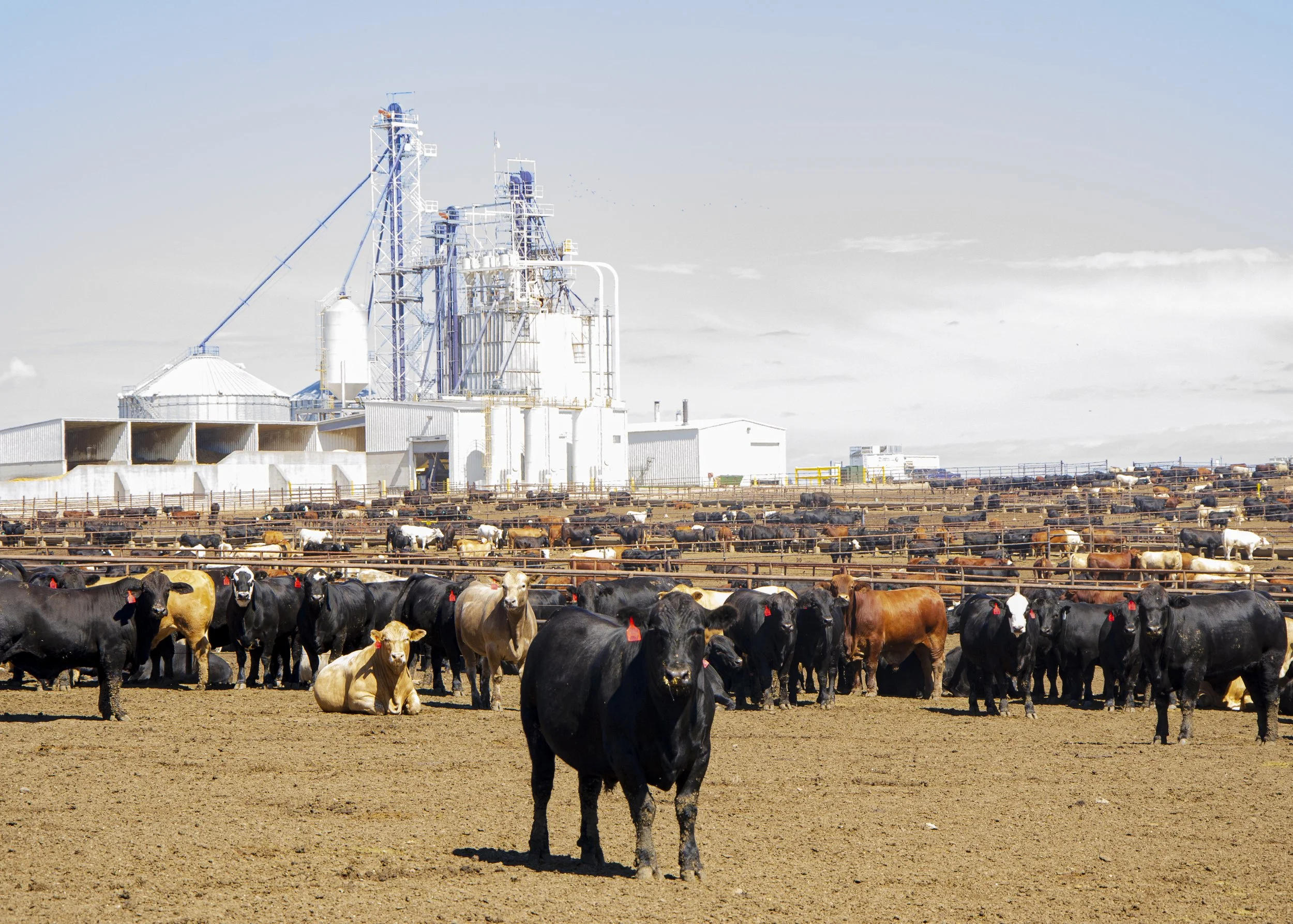 About Us — Innovative Livestock Services