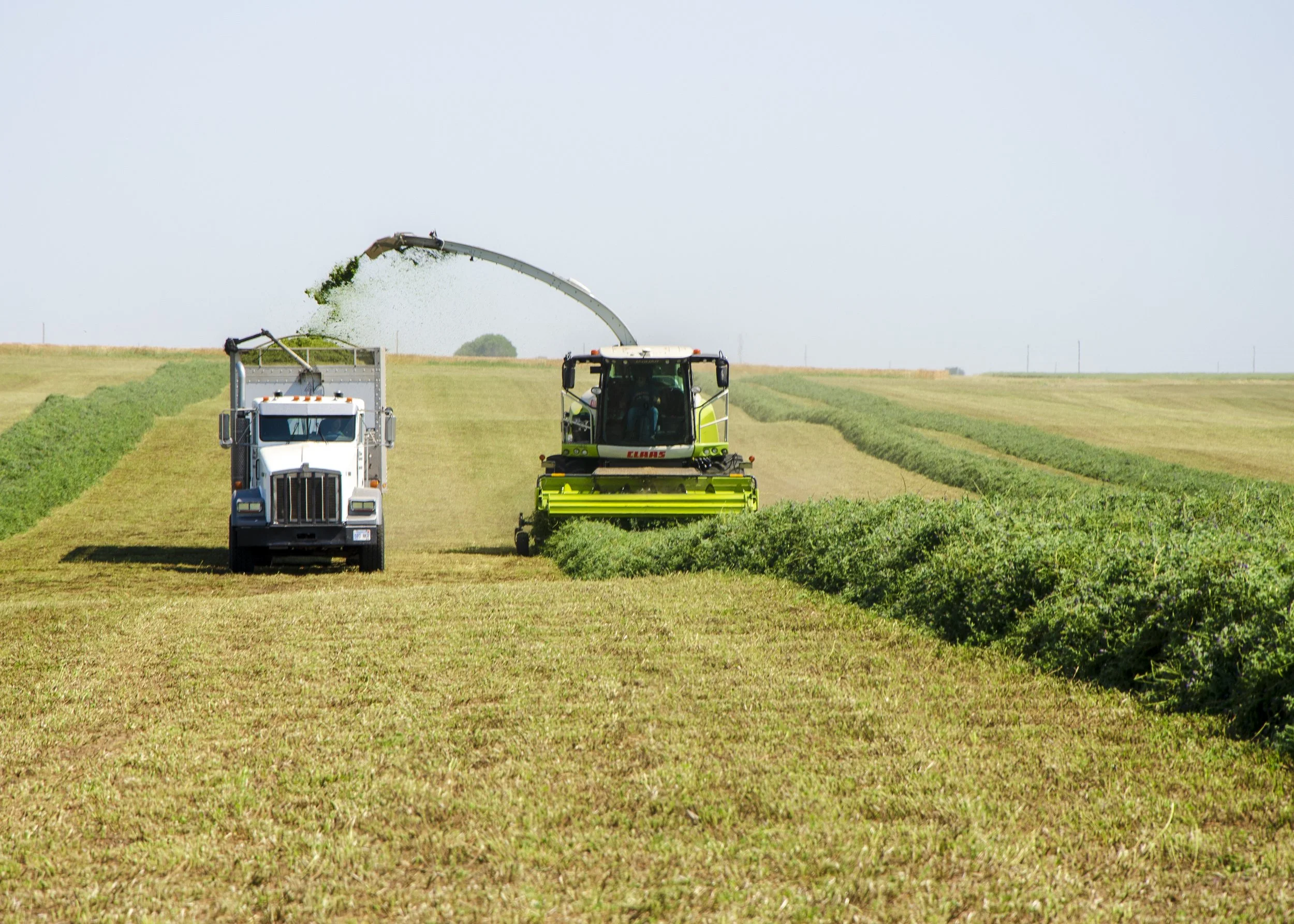 About Us — Innovative Livestock Services