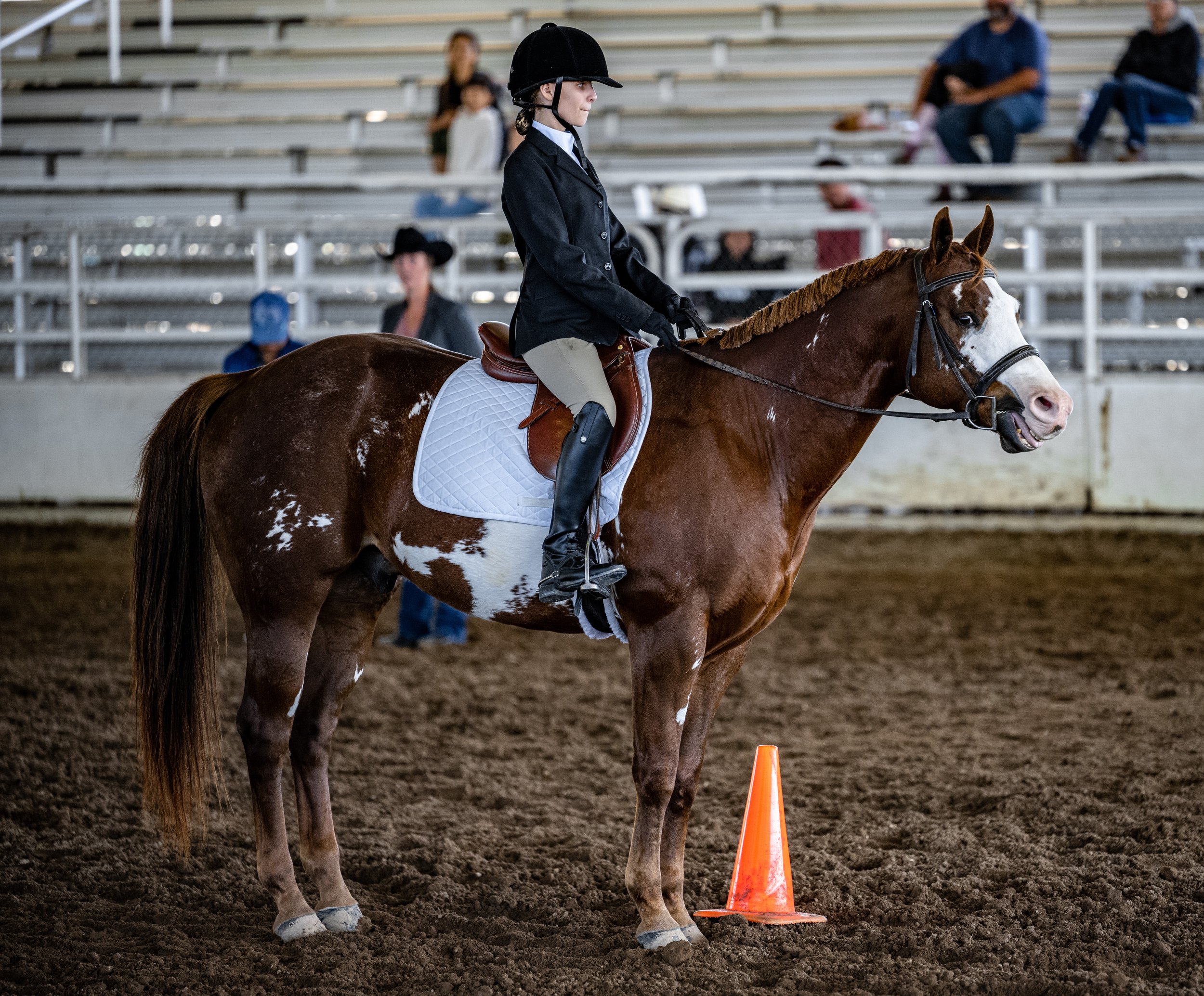 Blueberry Creek Stables