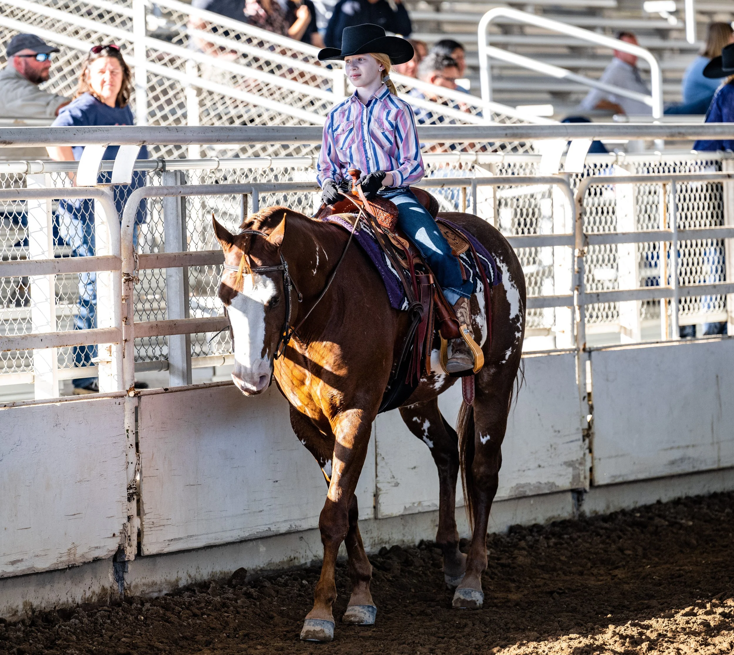 Blueberry Creek Stables