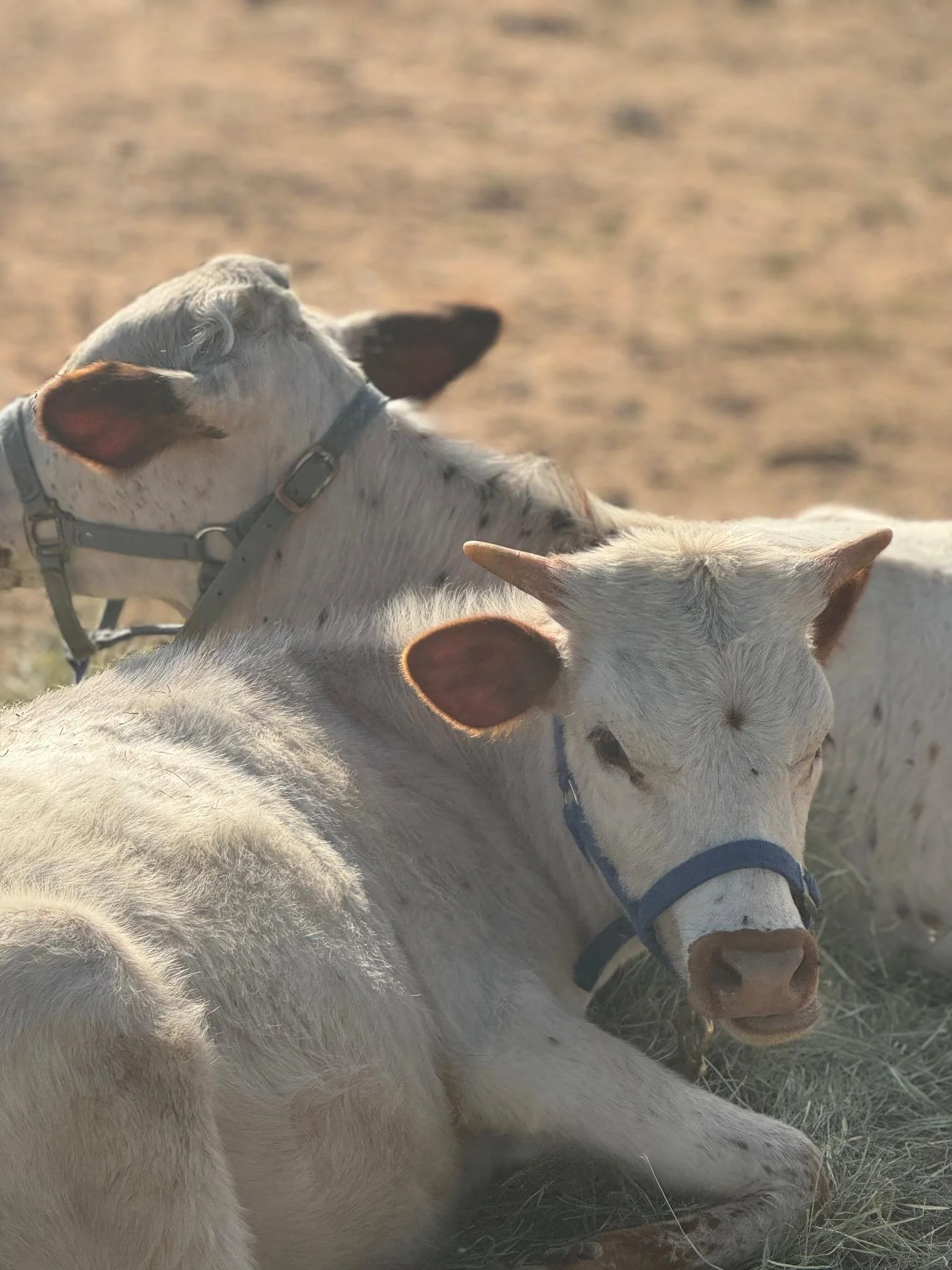 Activities at the Barn — Blueberry Creek Stables