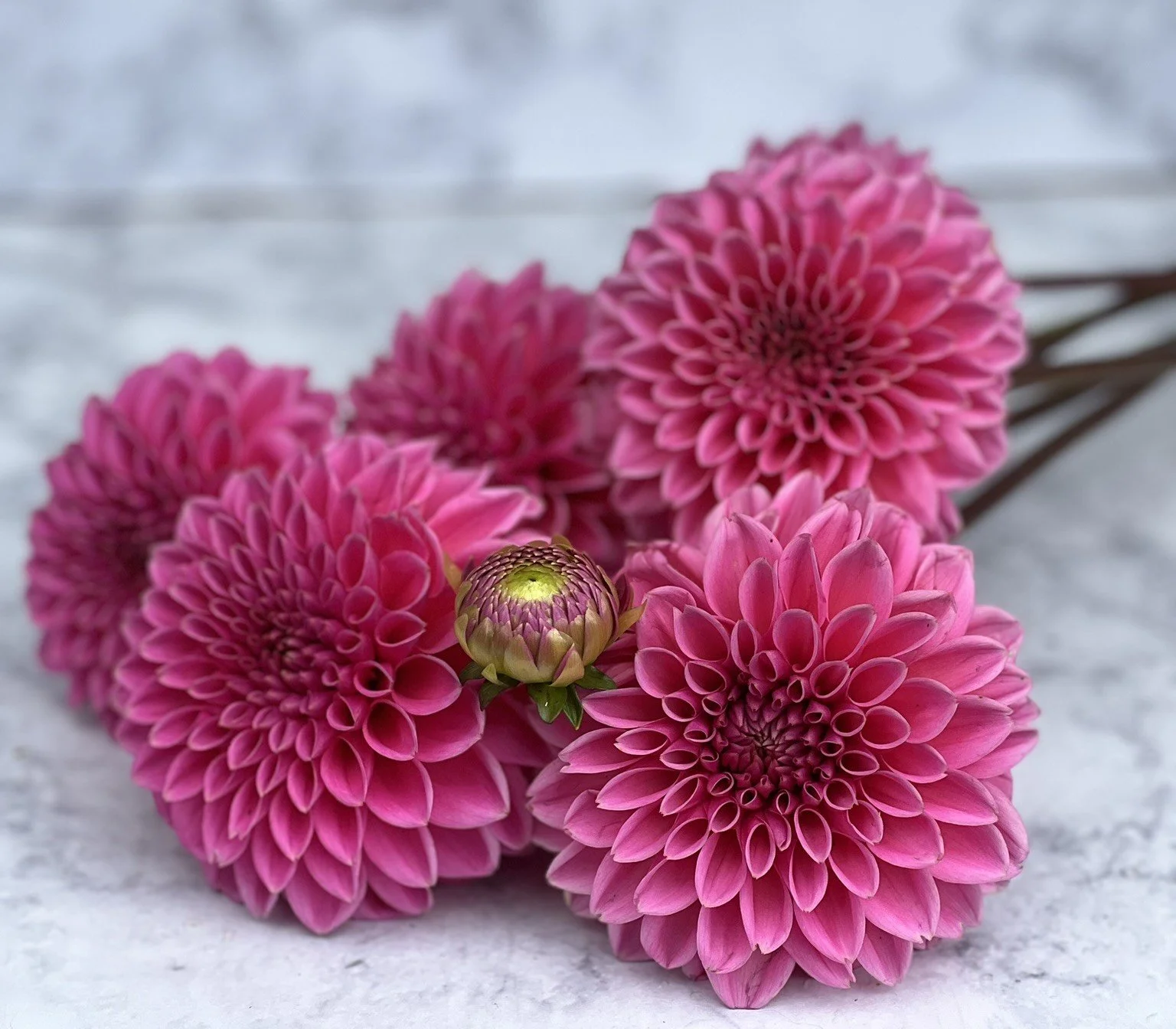 Baron Katie dahlia tuber — The Redwood Alley Farm