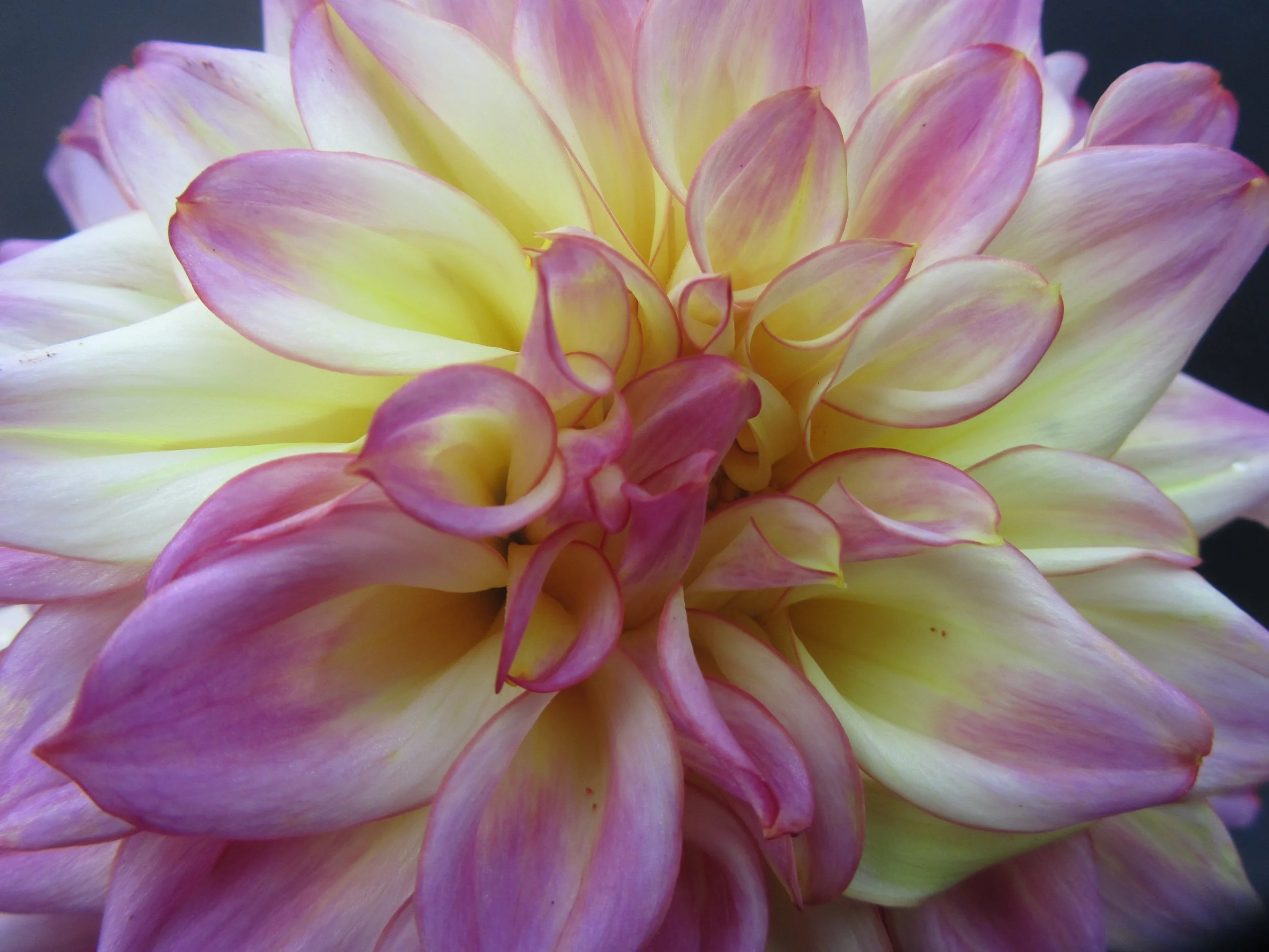 Sonic Bloom dahlia tuber — The Redwood Alley Farm