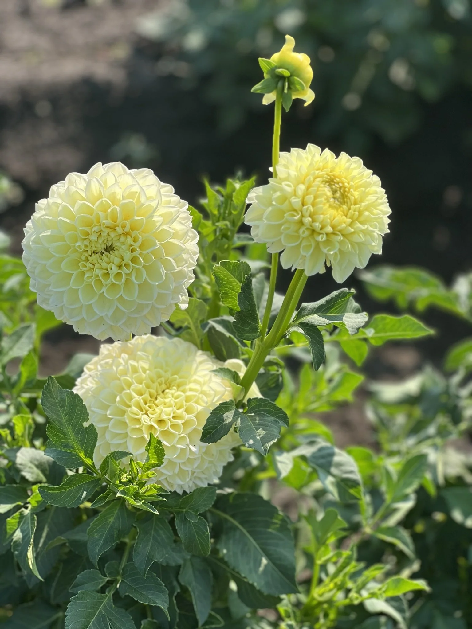 Jowey Nicky Dahlia — The Redwood Alley Farm