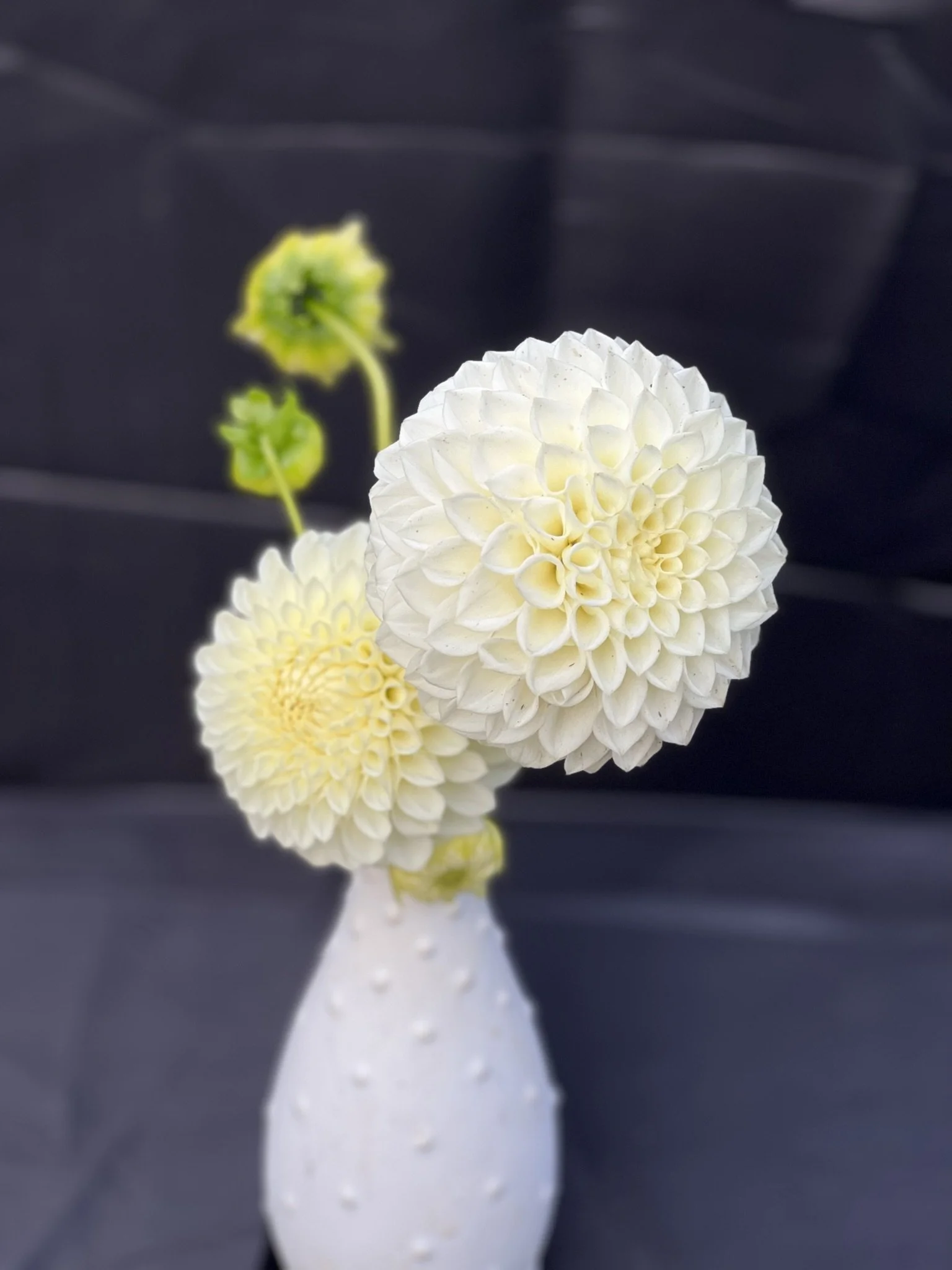 Dahlia Tuber Store - Buy farm grown tubers here — The Redwood Alley Farm