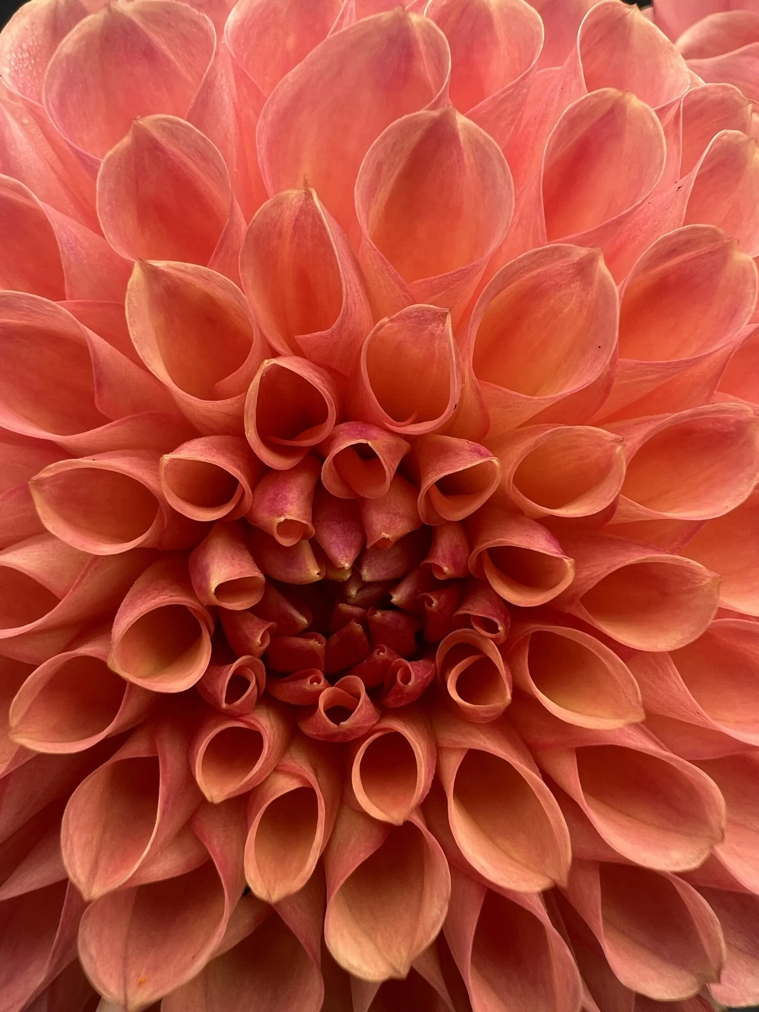 Hy Suntan dahlia tuber — The Redwood Alley Farm