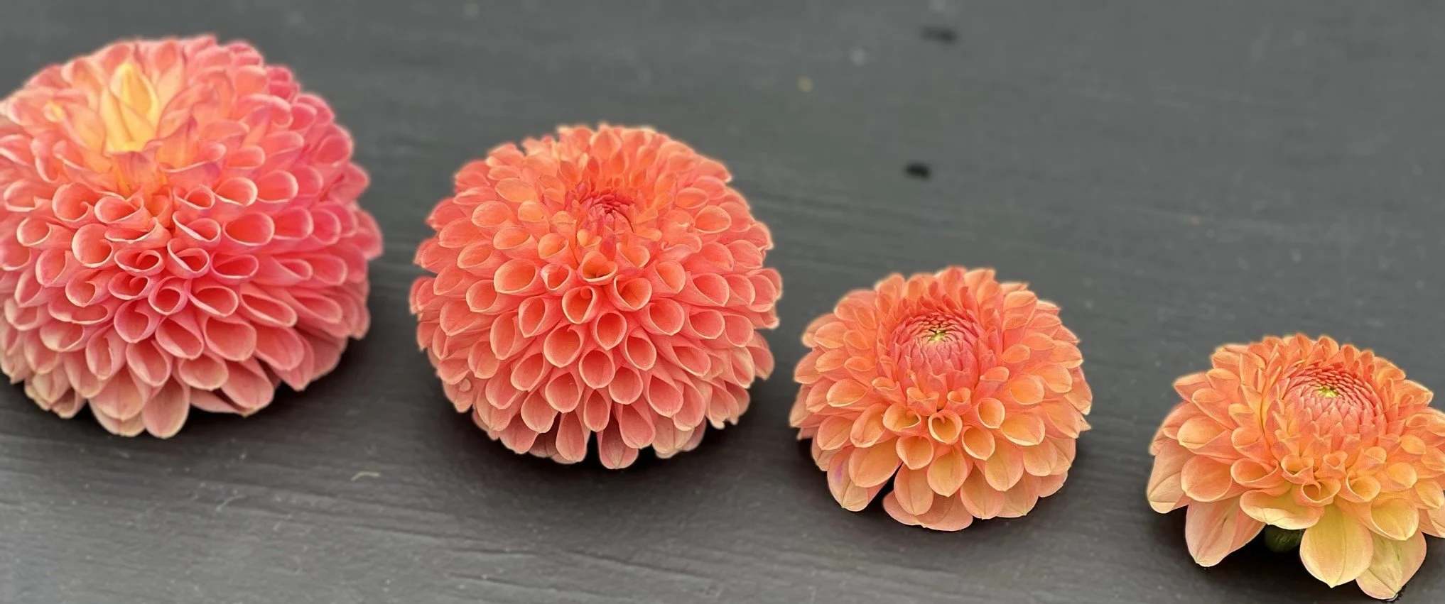 Hy Suntan dahlia tuber — The Redwood Alley Farm