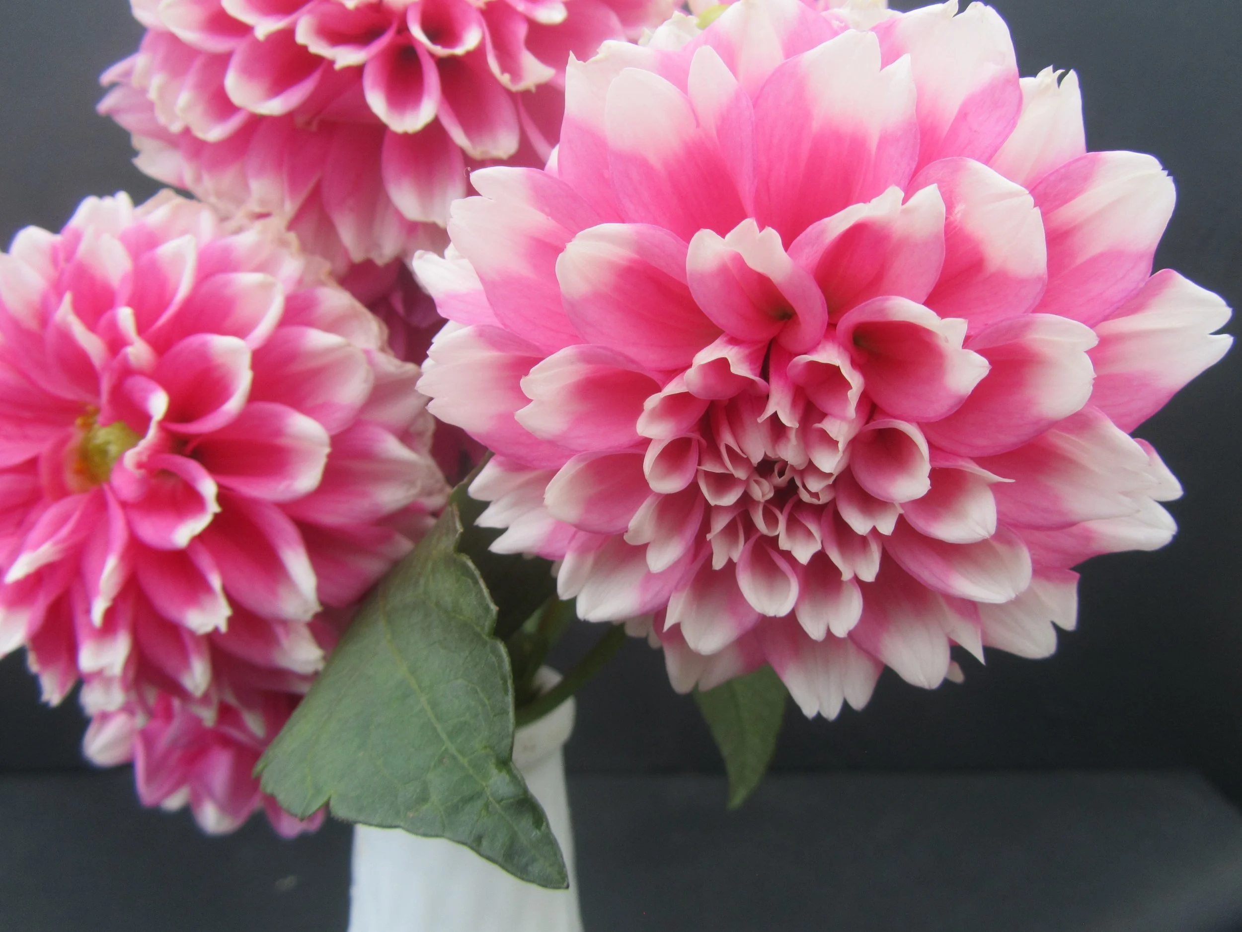 Oreti Adele — The Redwood Alley Farm