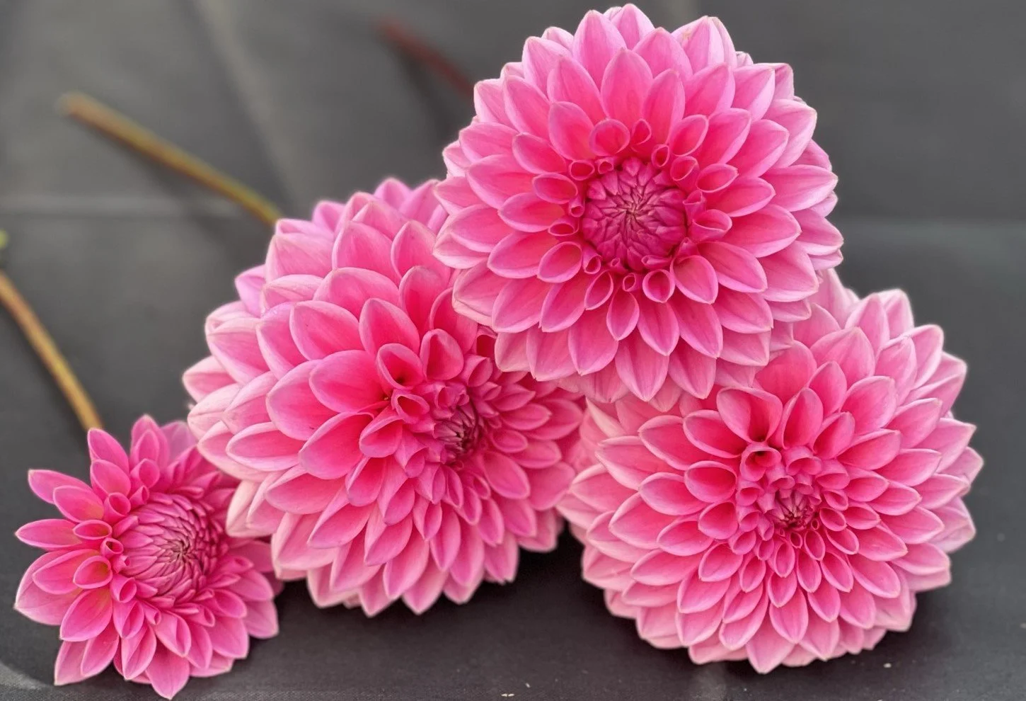 Baron Katie dahlia tuber — The Redwood Alley Farm