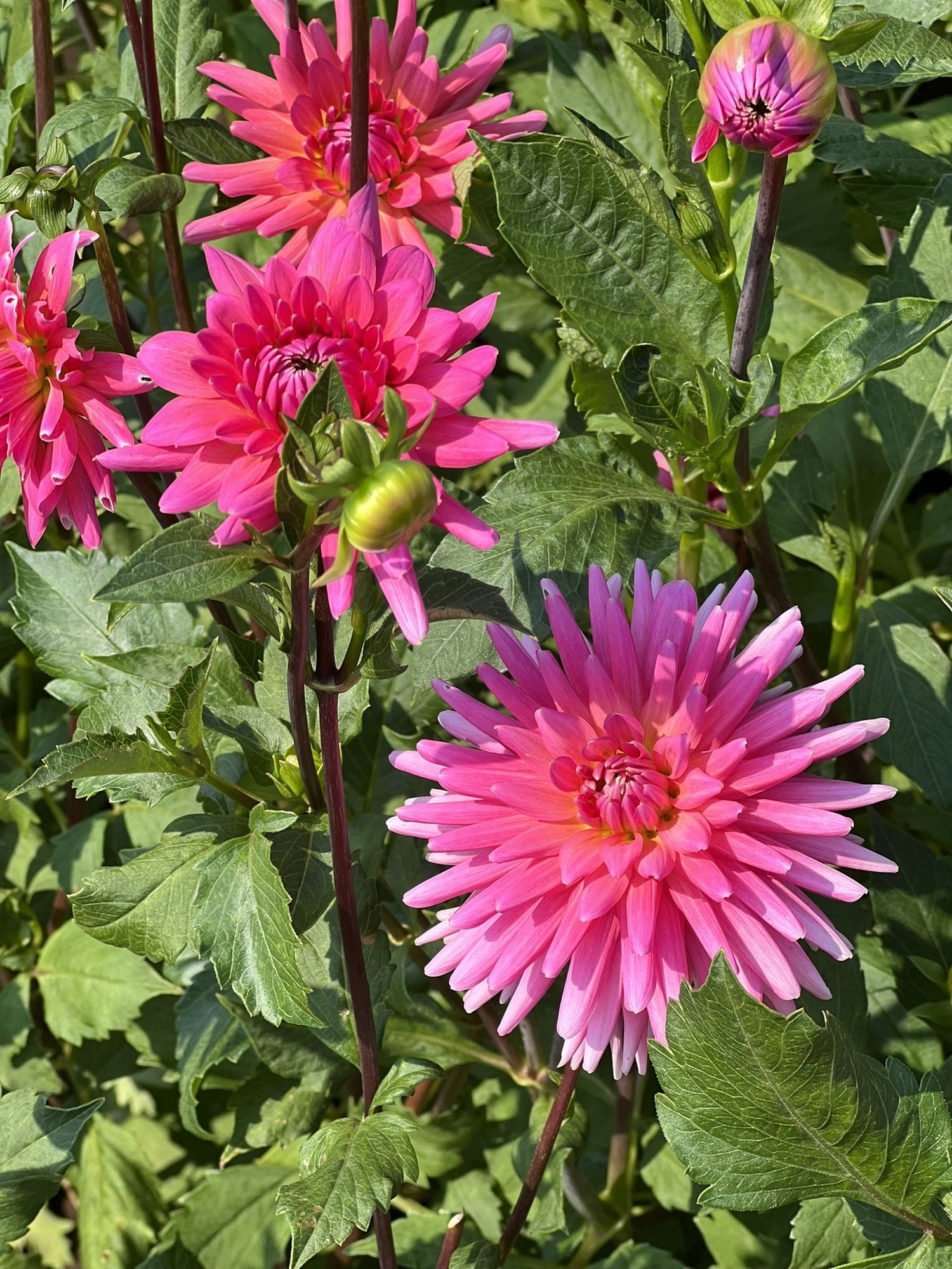Baron Katie dahlia tuber — The Redwood Alley Farm