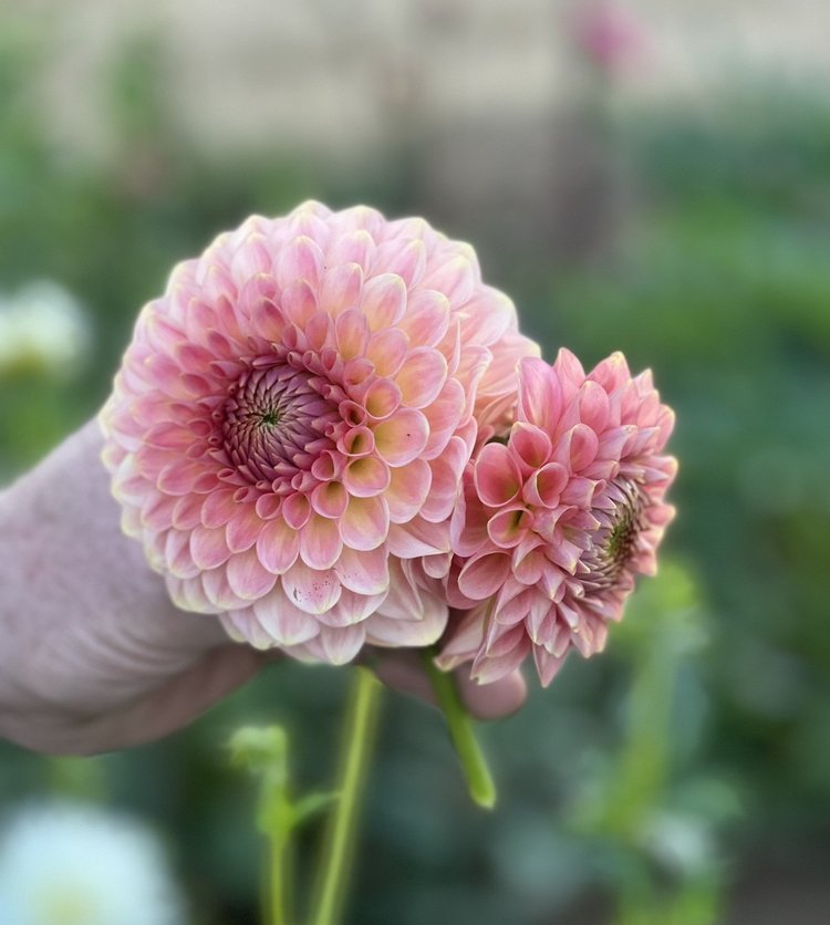 Baron Katie dahlia tuber — The Redwood Alley Farm