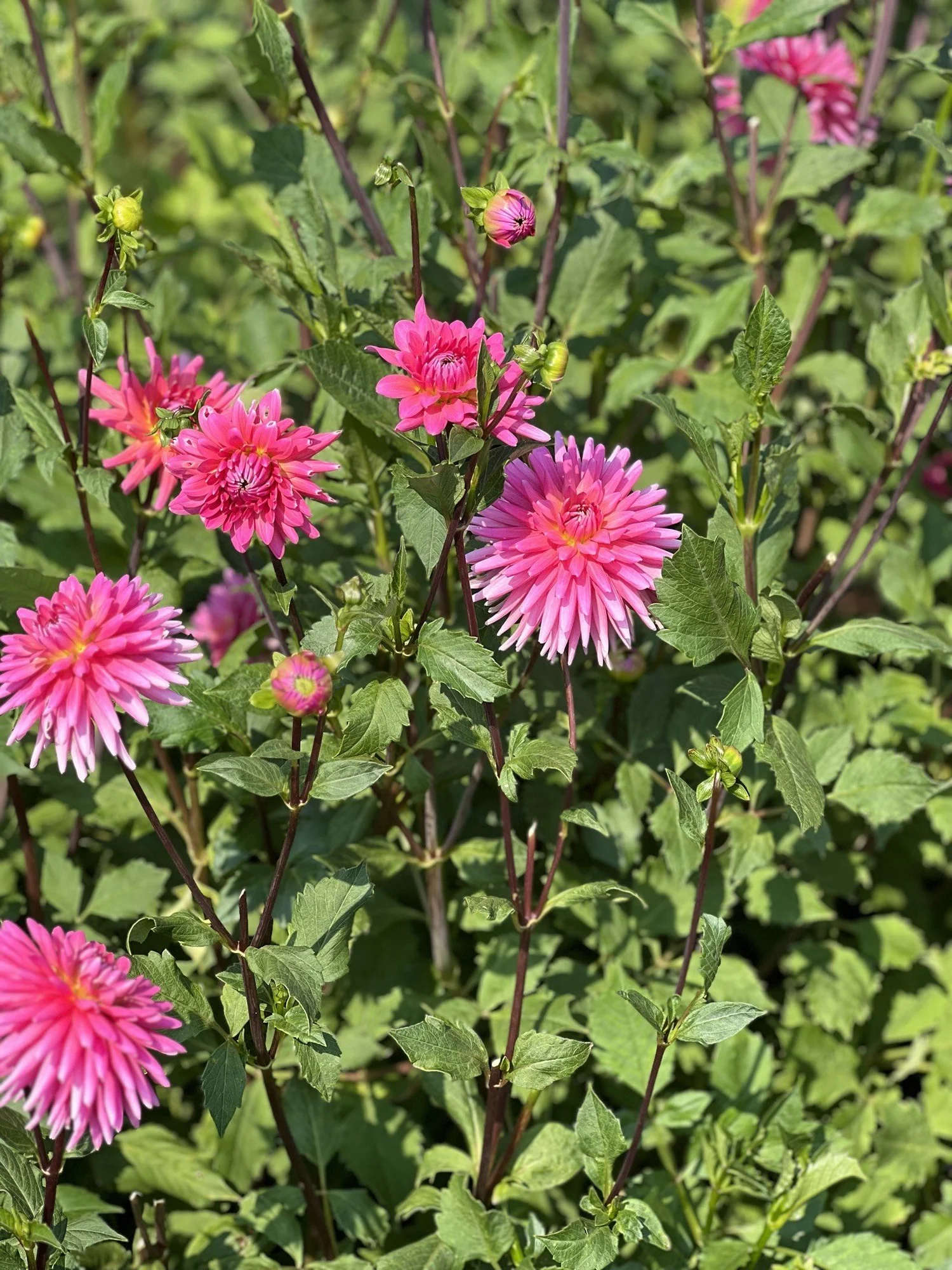 Baron Katie dahlia tuber — The Redwood Alley Farm