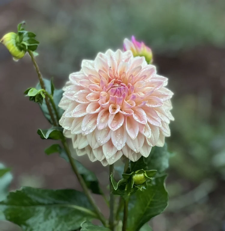 Baron Katie dahlia tuber — The Redwood Alley Farm
