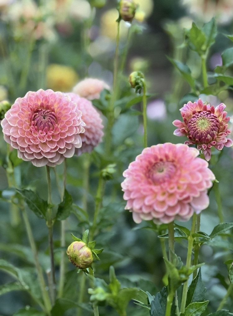 Baron Katie dahlia tuber — The Redwood Alley Farm