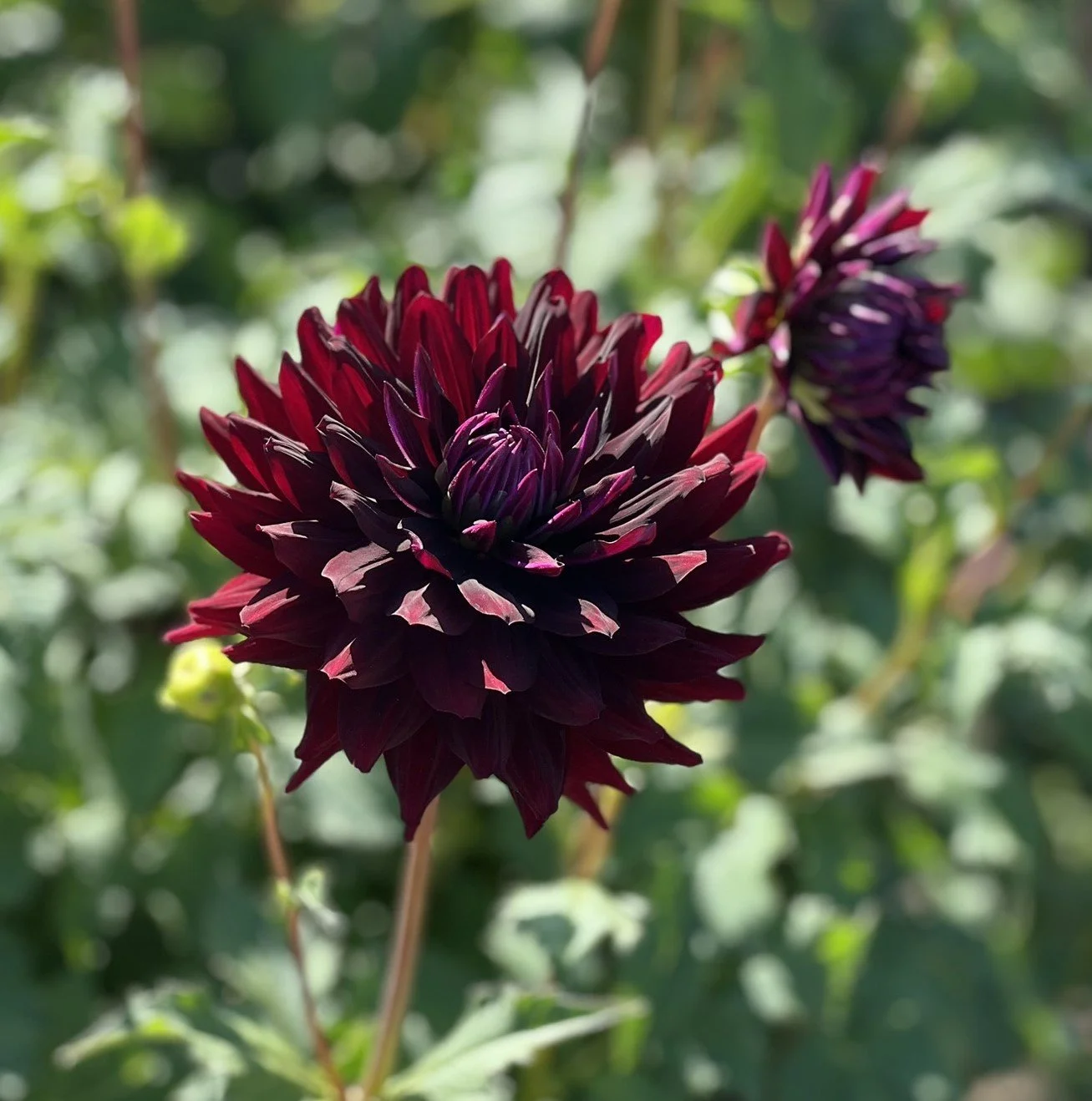 Baron Katie dahlia tuber — The Redwood Alley Farm