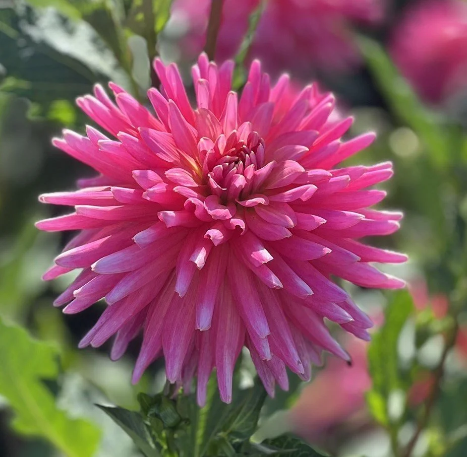 Baron Katie dahlia tuber — The Redwood Alley Farm