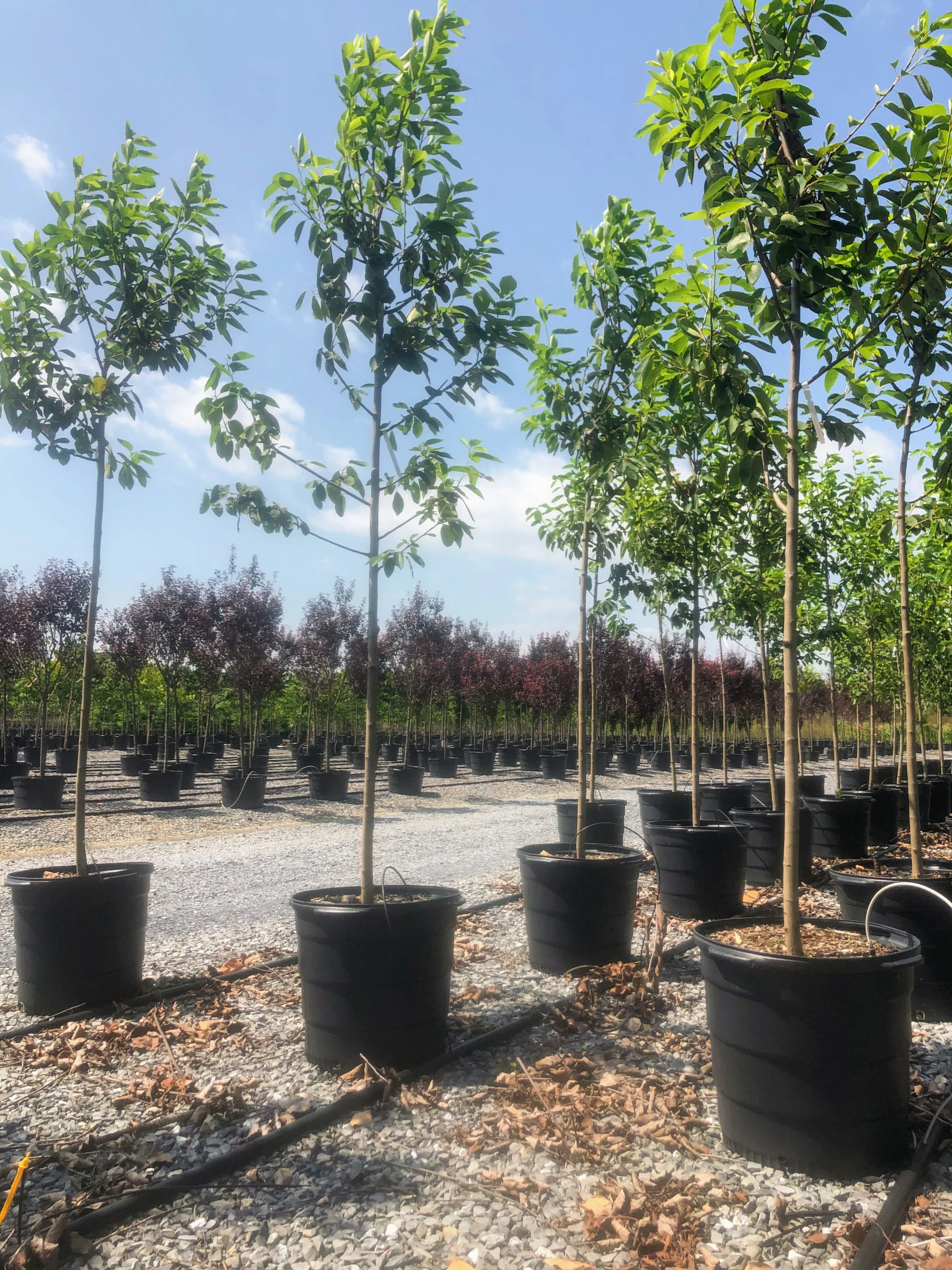 Products Shreckhise Nurseries
