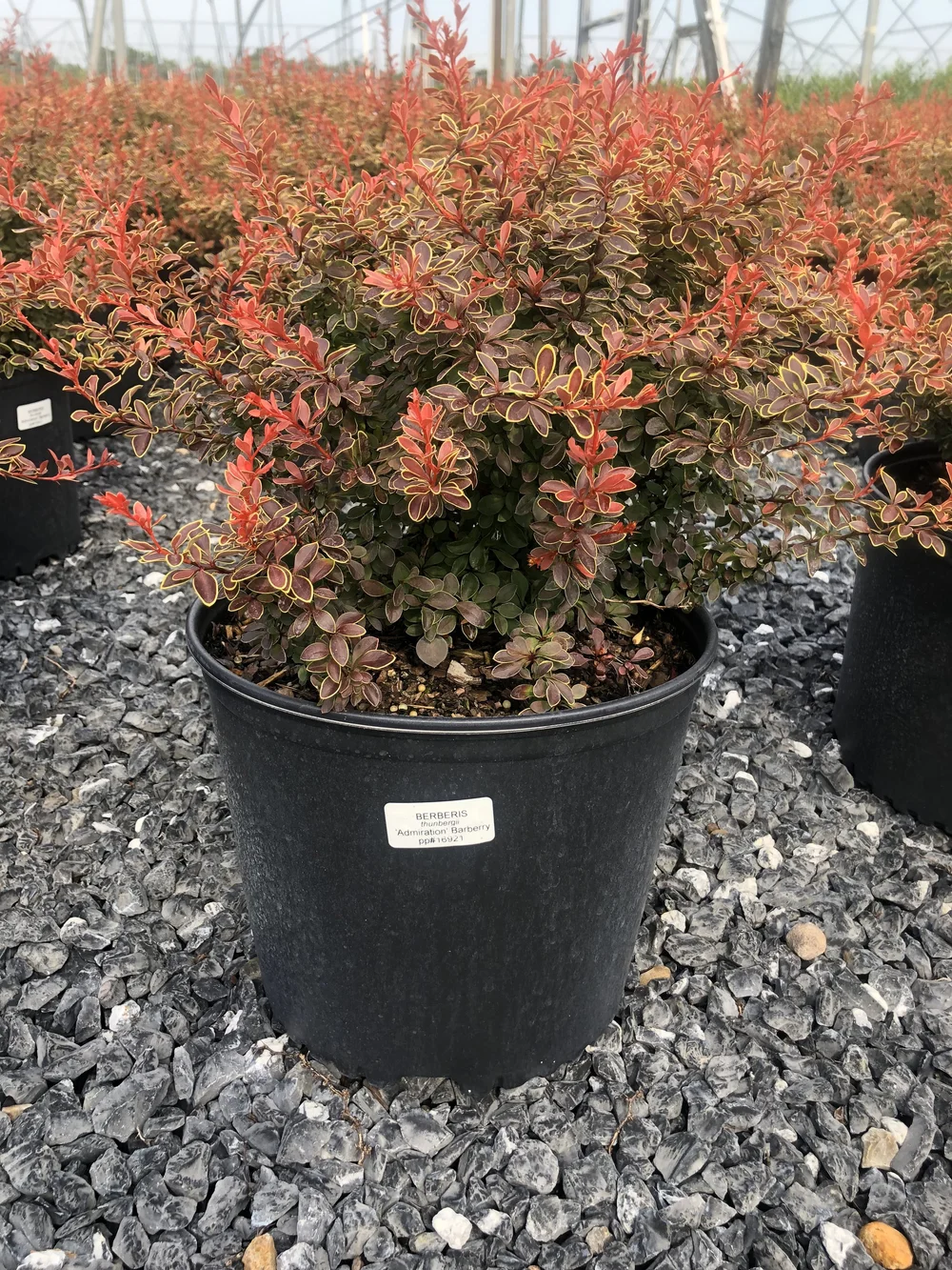 Products Shreckhise Nurseries