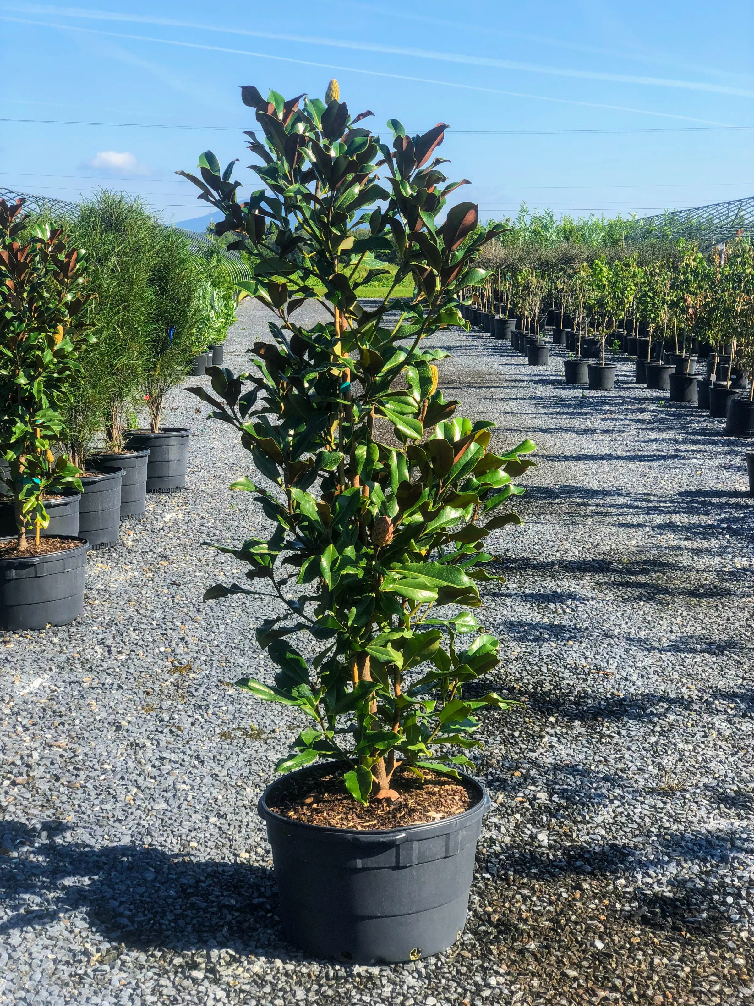 Cool Brown Beauty Magnolia Photos
