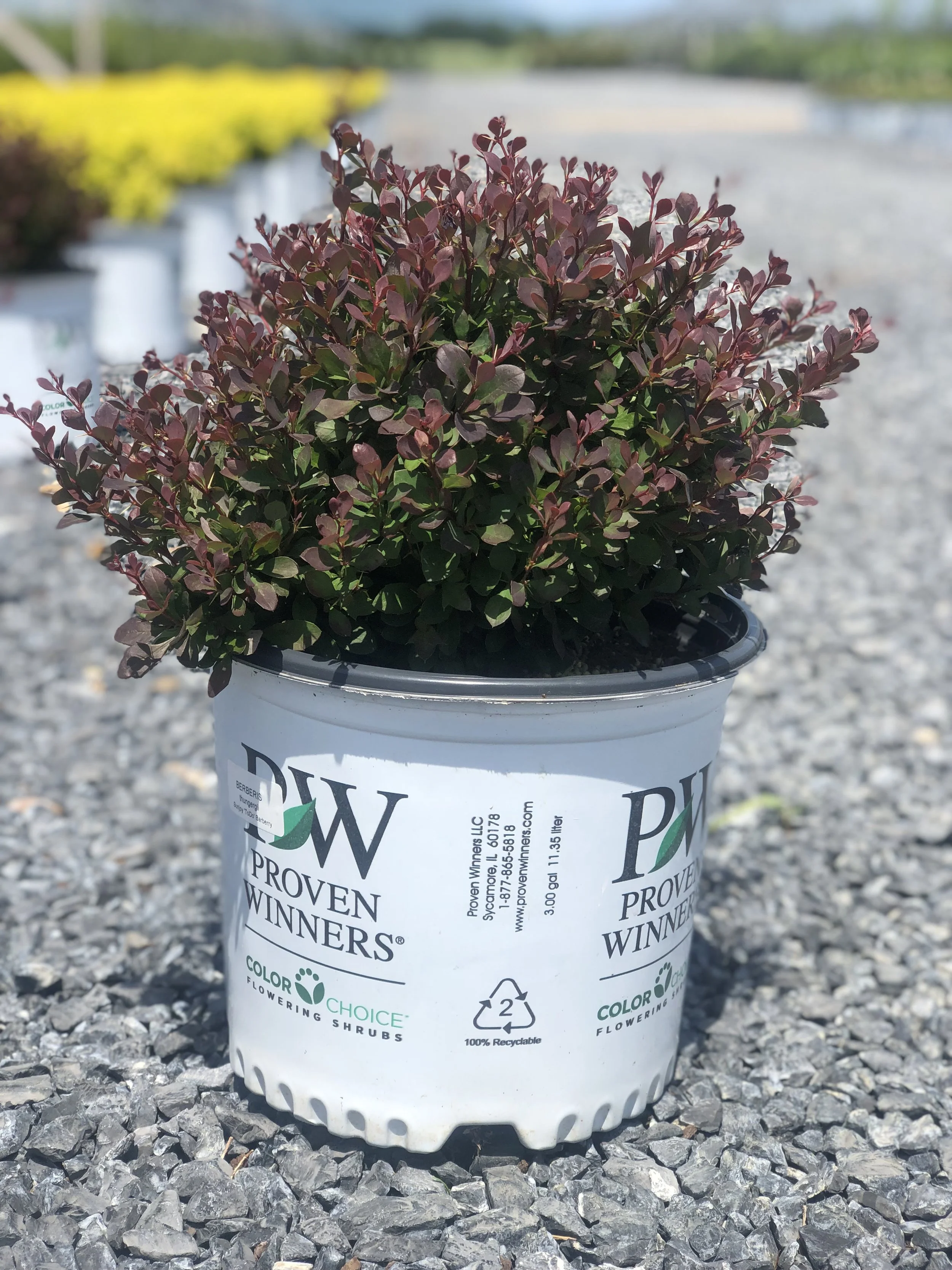 Berberis thunbergii Sunjoy® Mini Salsa PW — Shreckhise Nurseries