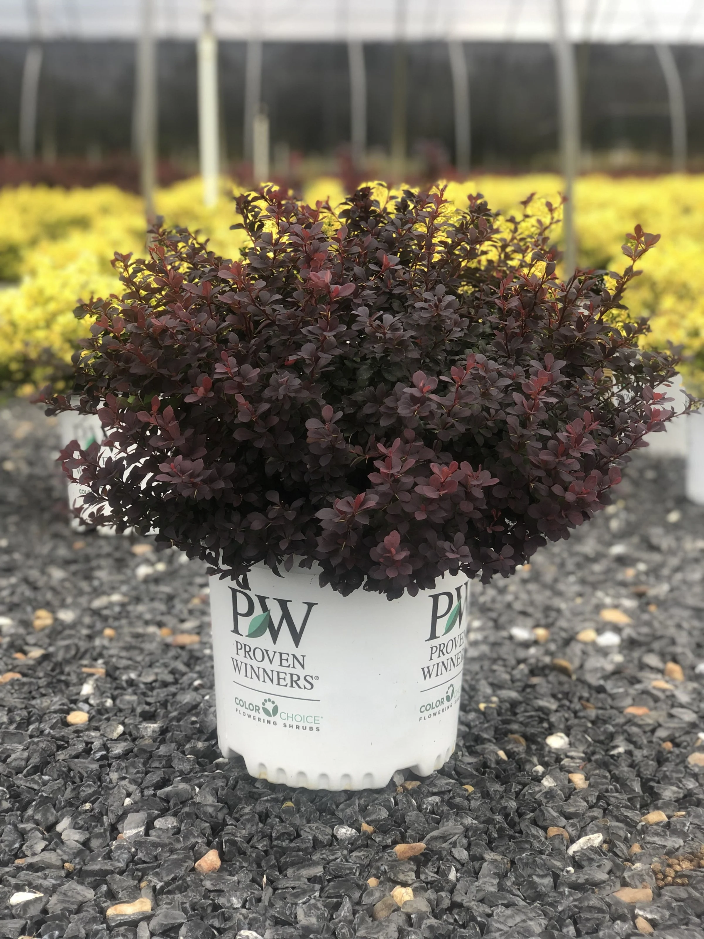 Berberis thunbergii Sunjoy Todo® PW — Shreckhise Nurseries