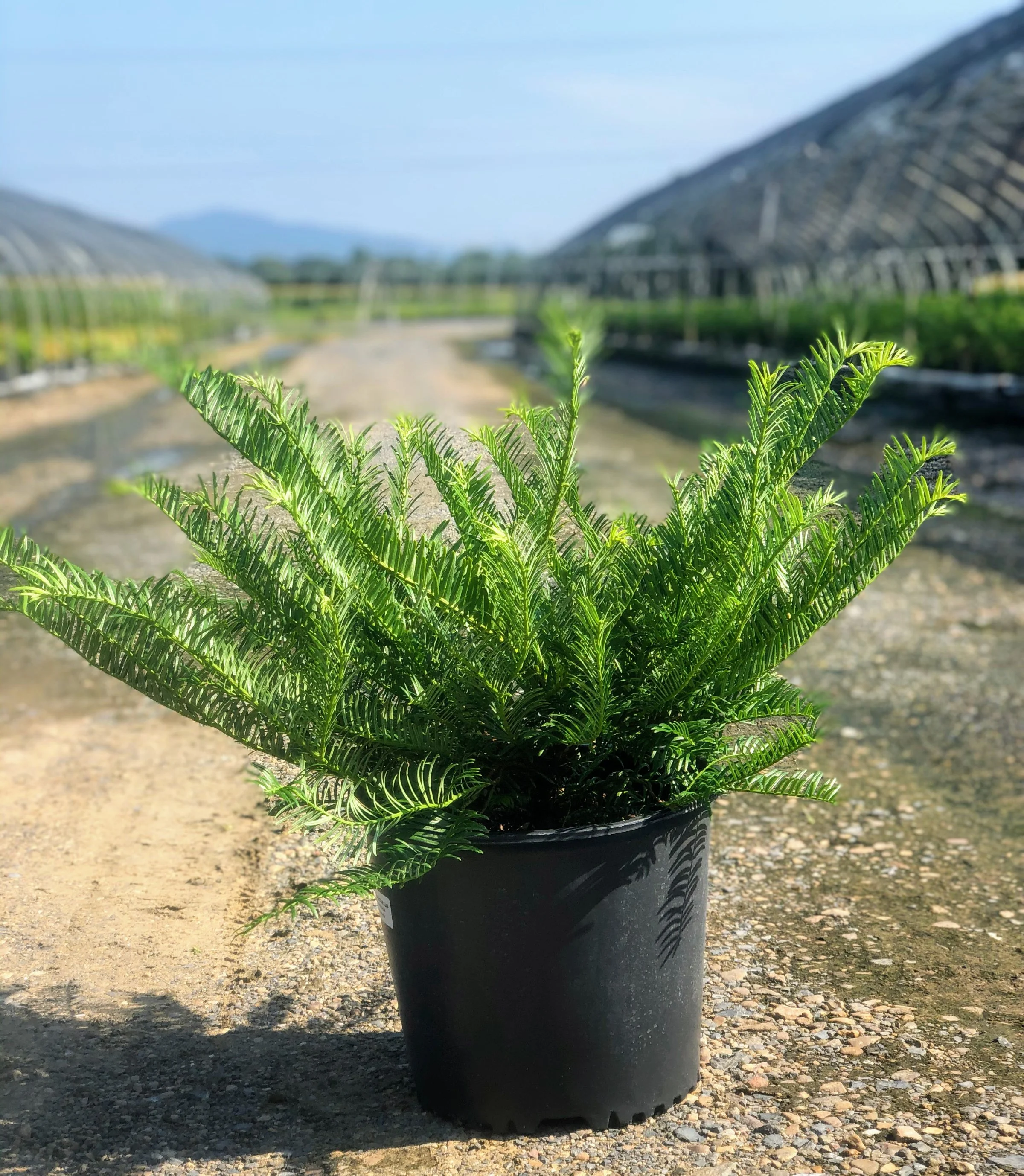 Cephalotaxus h 'Prostrata' — Shreckhise Nurseries