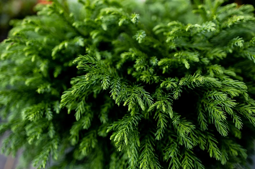 Shreckhise Nurseries