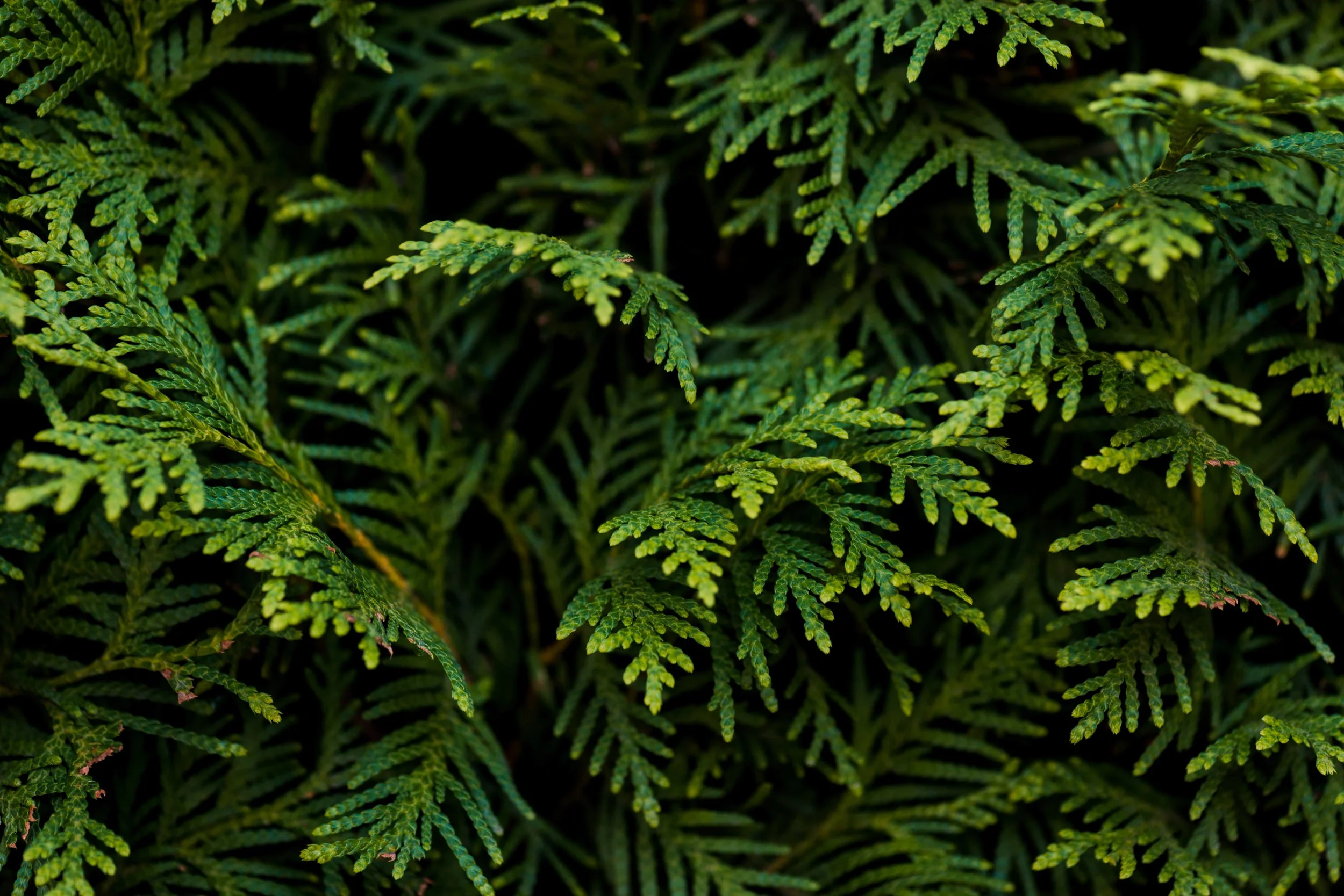 Shreckhise Nurseries