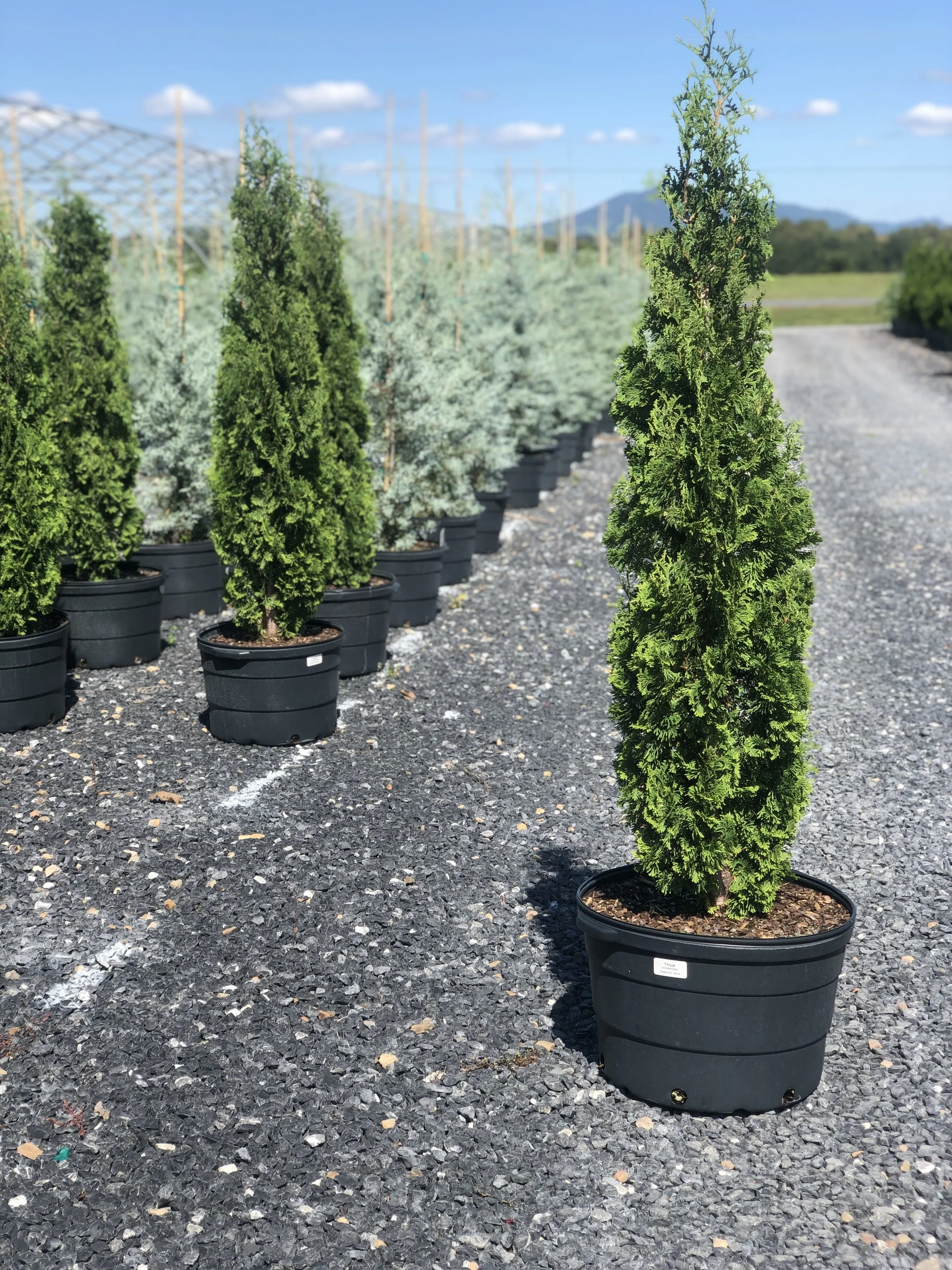 Thuja occidentalis 'Degroot's Spire' — Shreckhise Nurseries