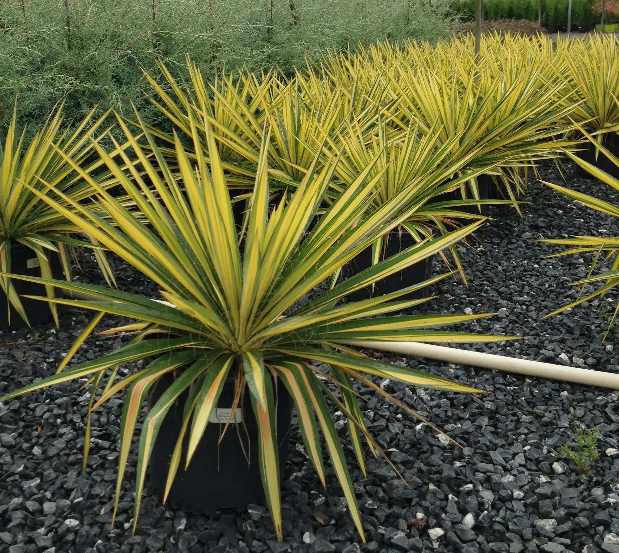 Yucca f 'Color Guard' — Shreckhise Nurseries