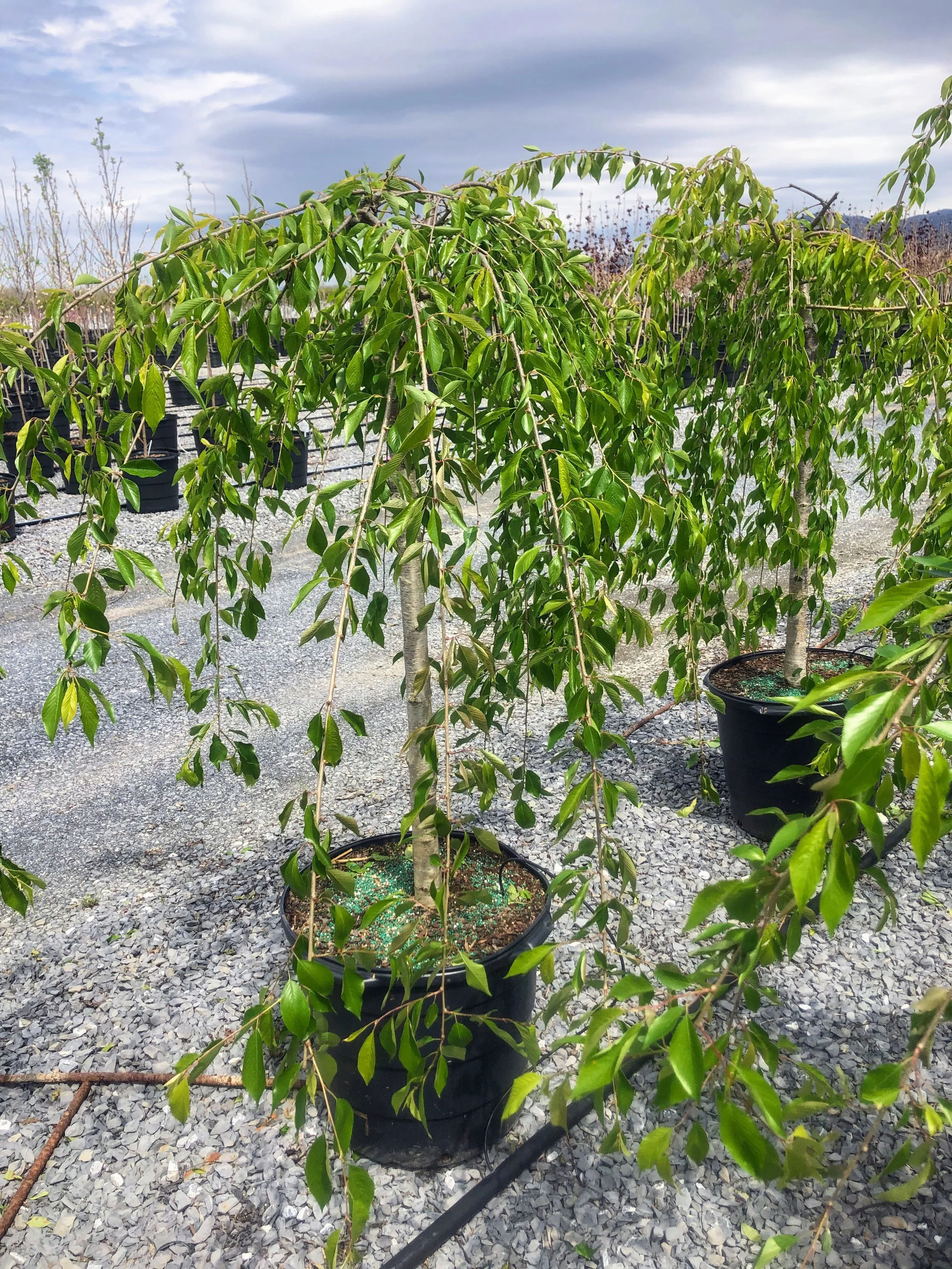 Prunus Subhirtella Shreckhise Nurseries