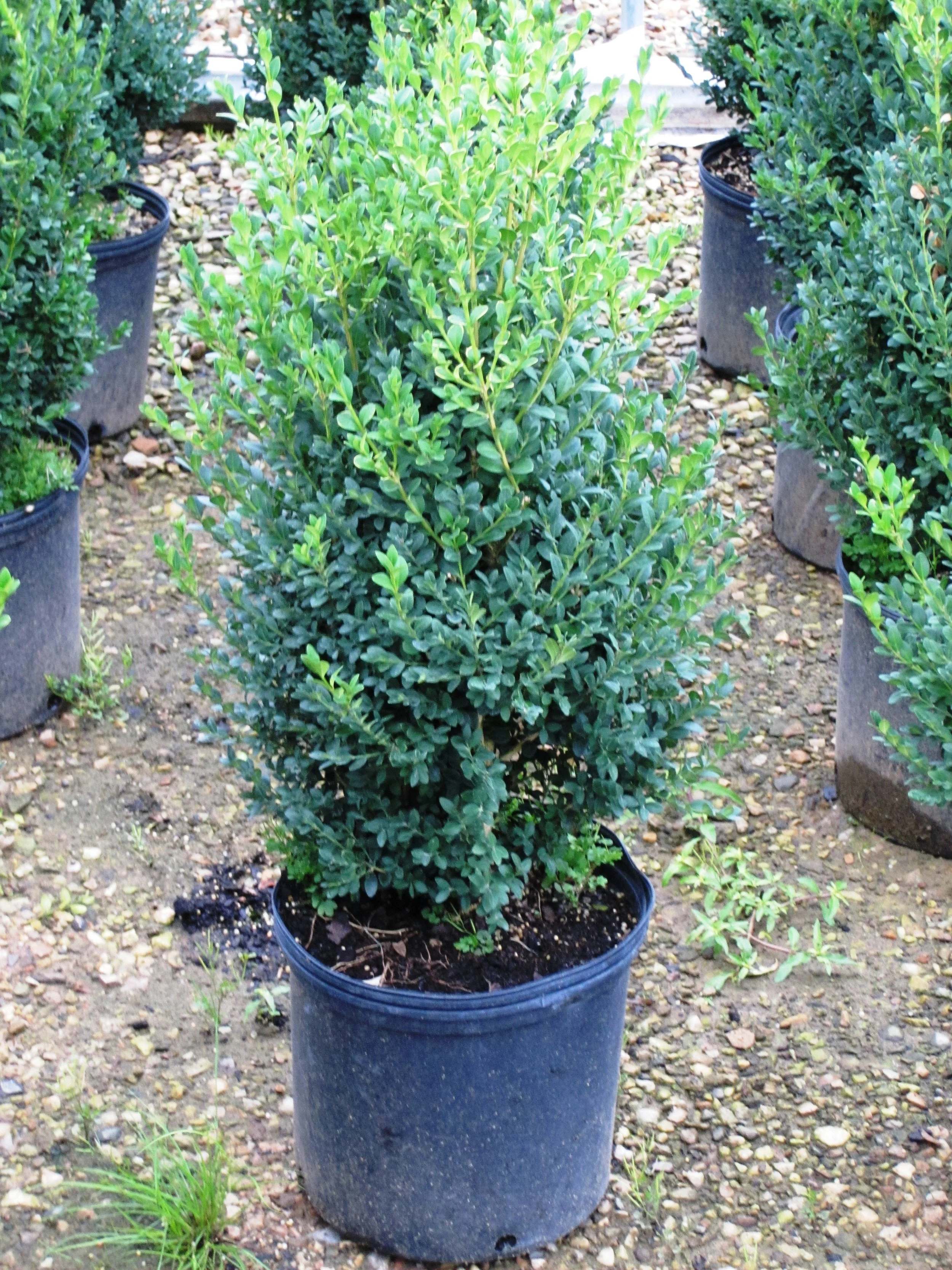 Buxus x ‘Green Mountain' — Shreckhise Nurseries