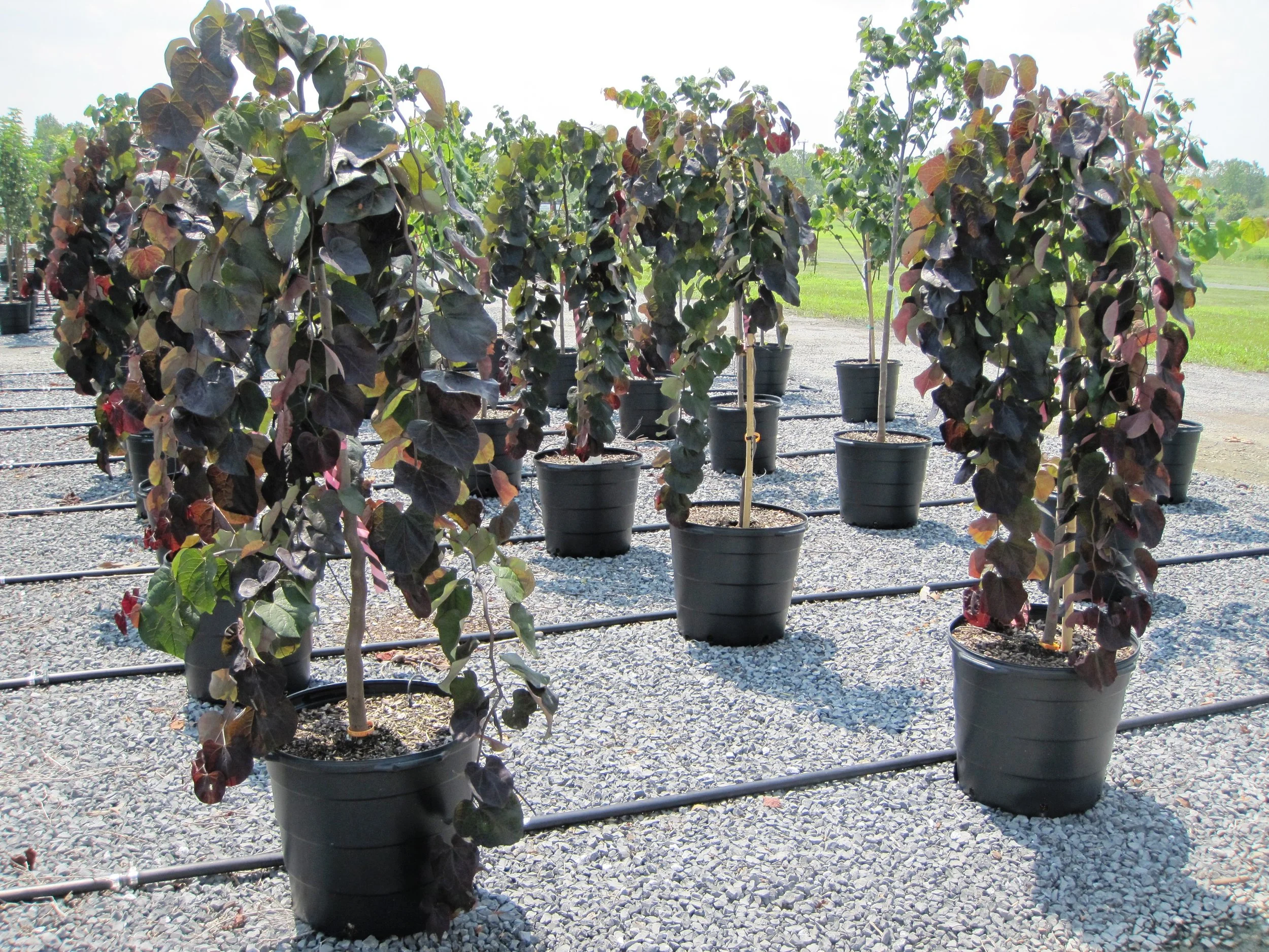Products Shreckhise Nurseries