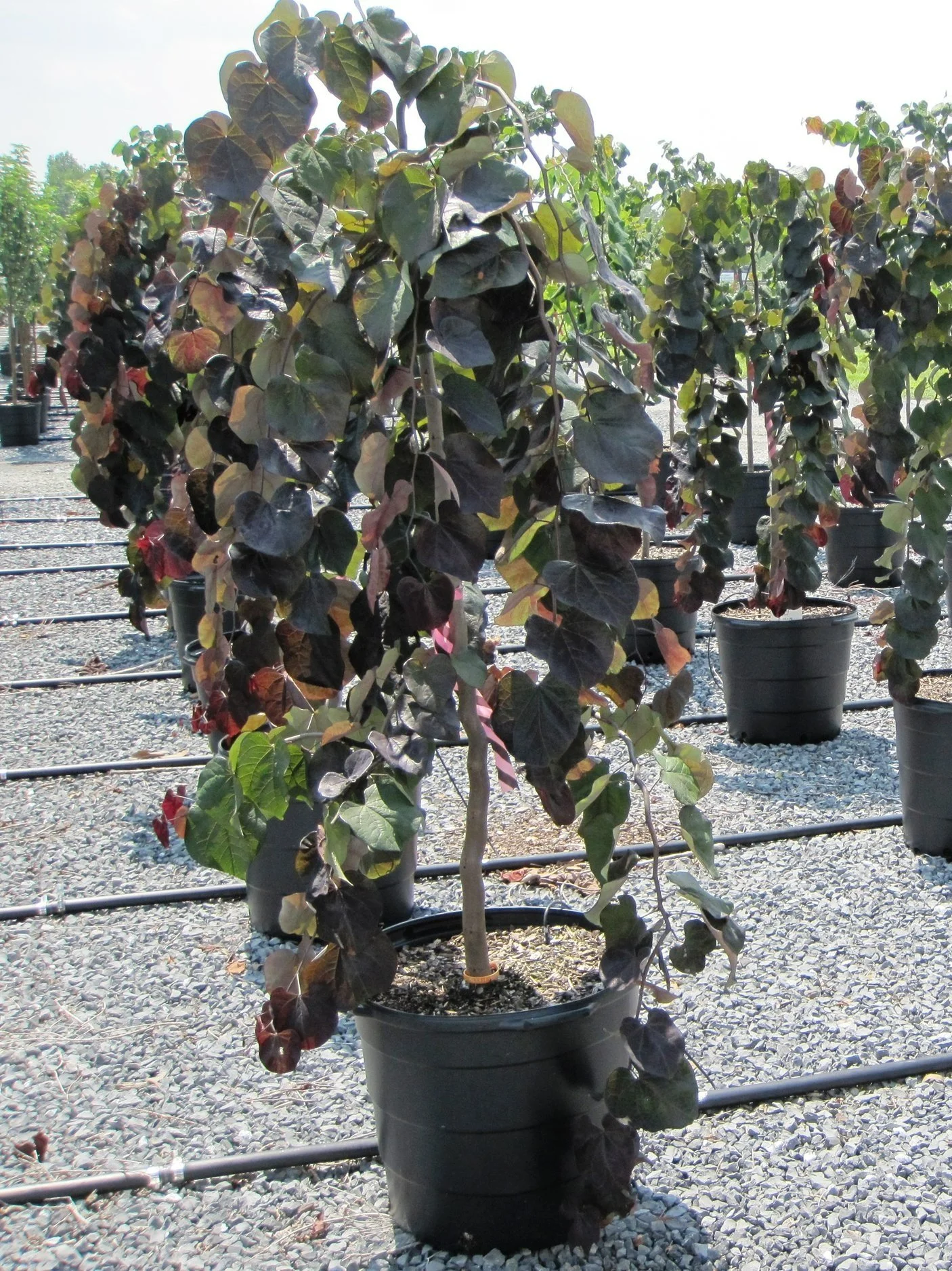 Cercis canadensis 'Ruby Falls' PP22097 — Shreckhise Nurseries