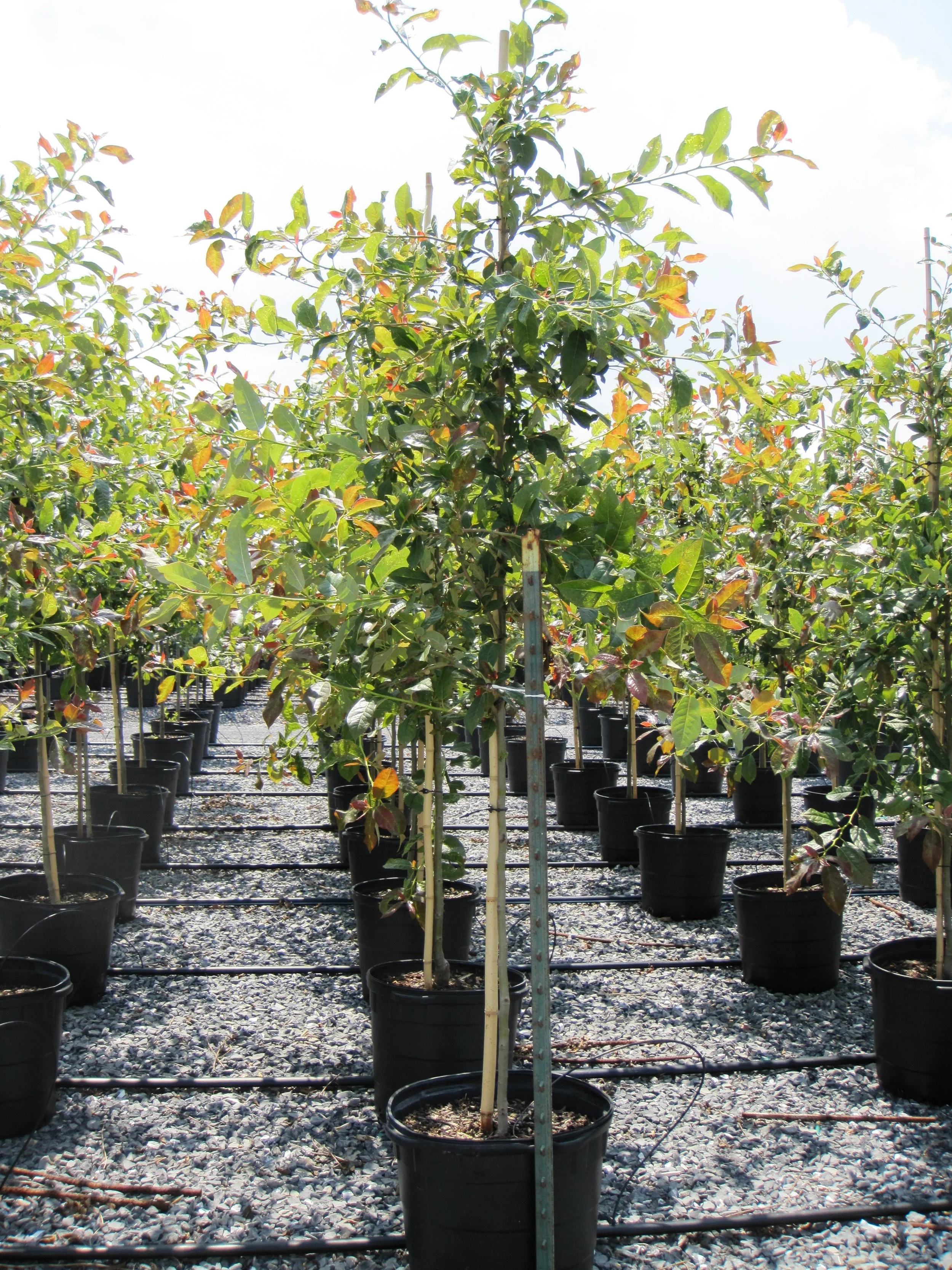 Nyssa sylvatica ‘Wildfire’ — Shreckhise Nurseries