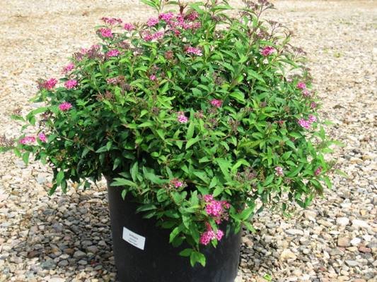 Deciduous Shrubs — Shreckhise Nurseries