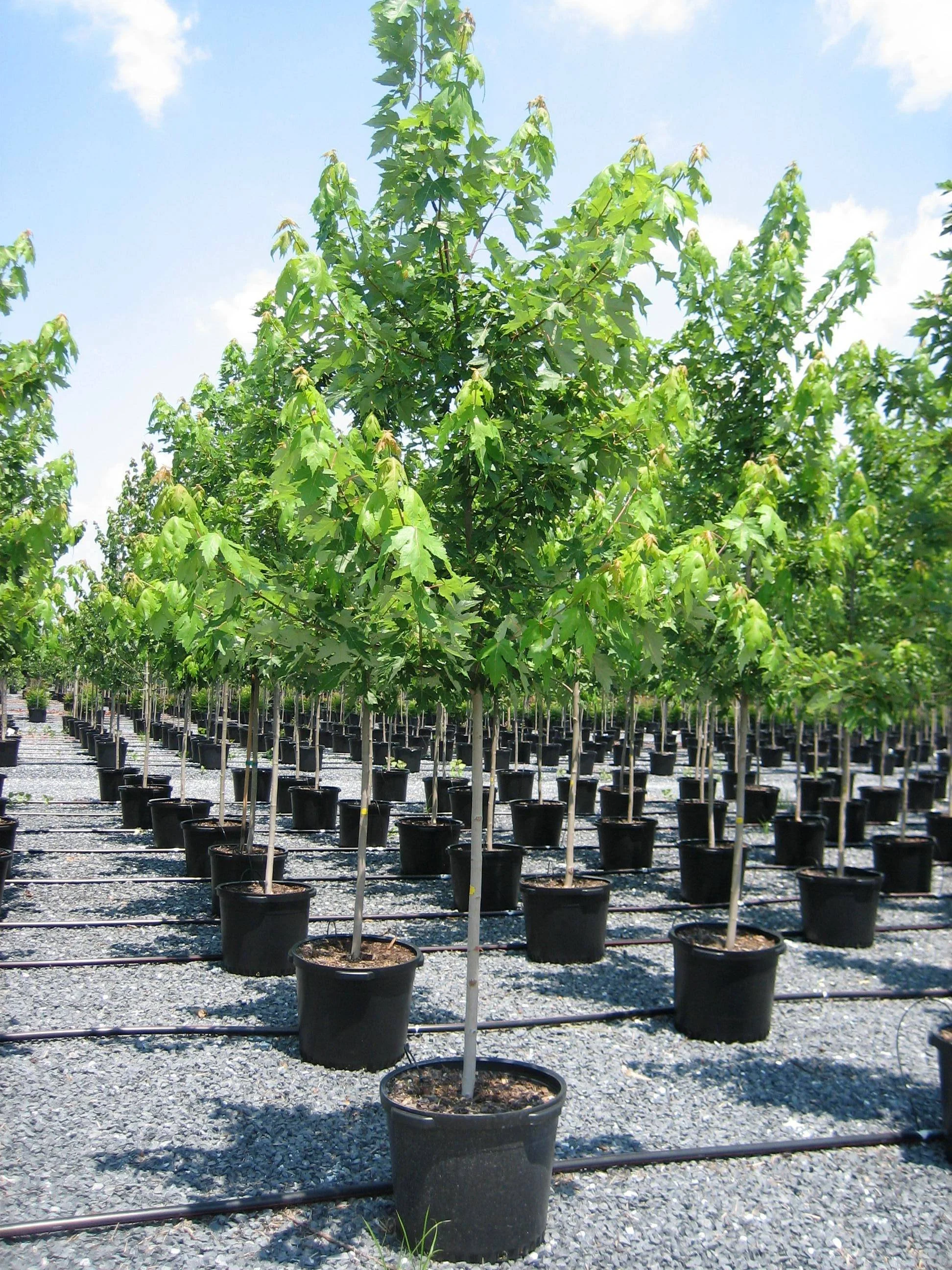 Acer X Freemanii Autumn Blaze Shreckhise Nurseries