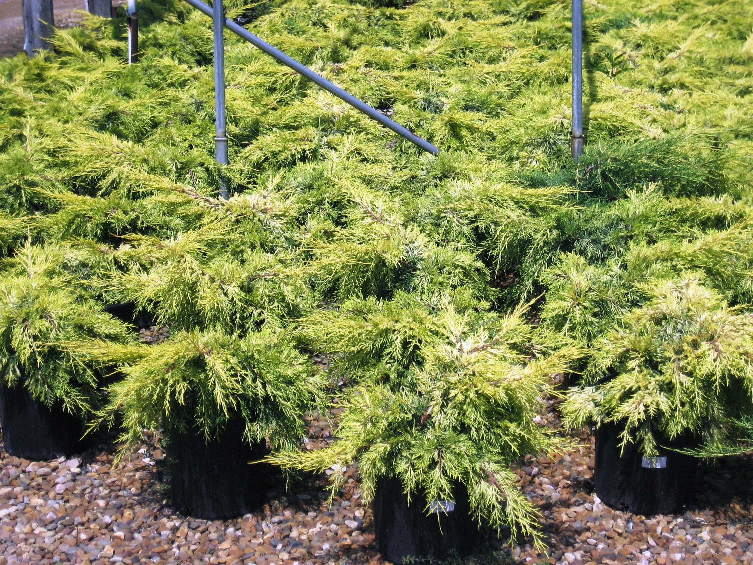 Juniperus Chinensis Gold Lace Shreckhise Nurseries