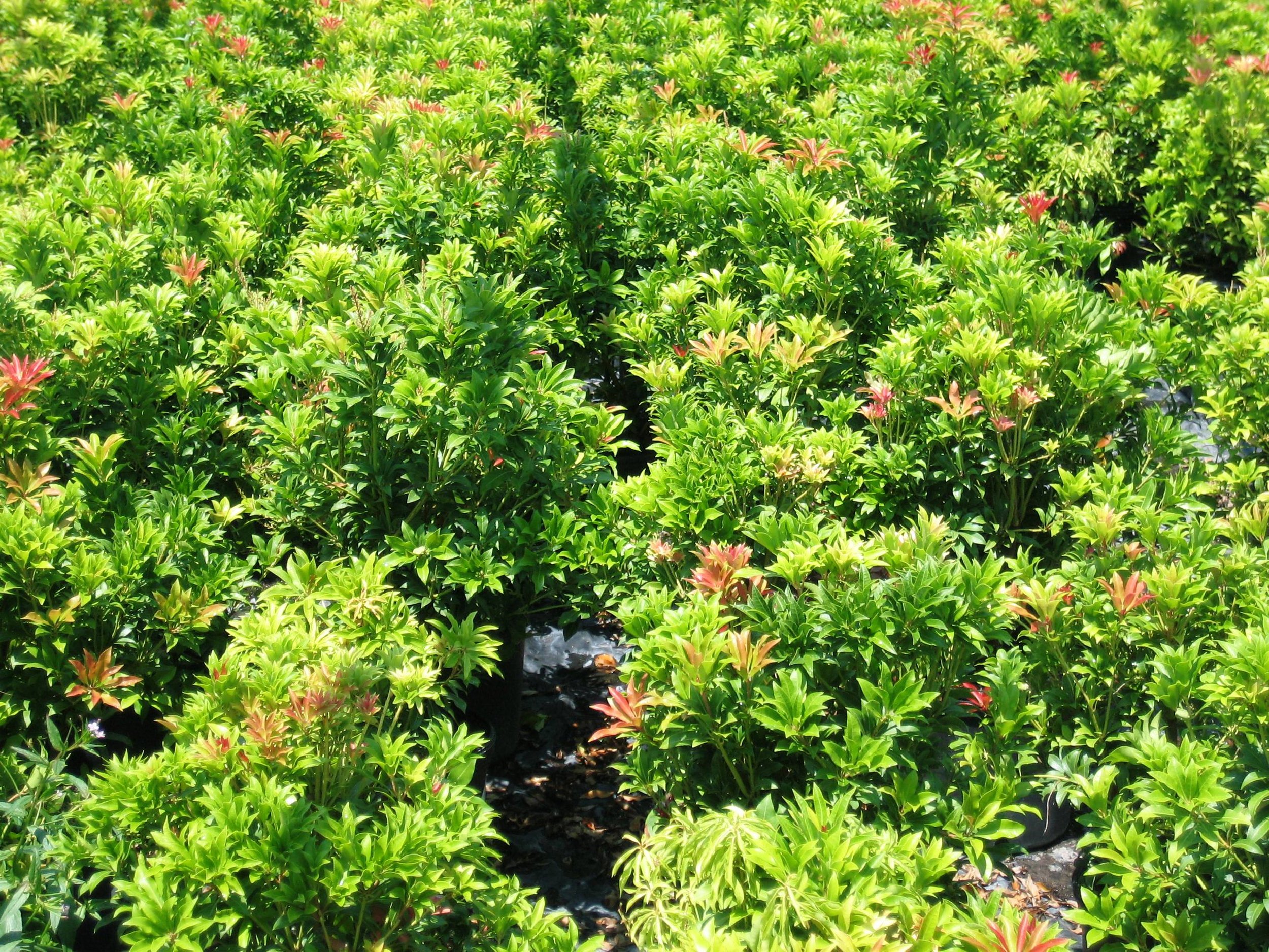 Pieris japonica 'Mountain Fire' — Shreckhise Nurseries